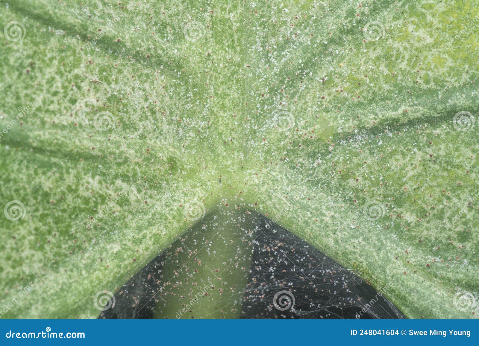 Closeup with the Sickly Green Leaf with Disease Infection. Stock Photo ...