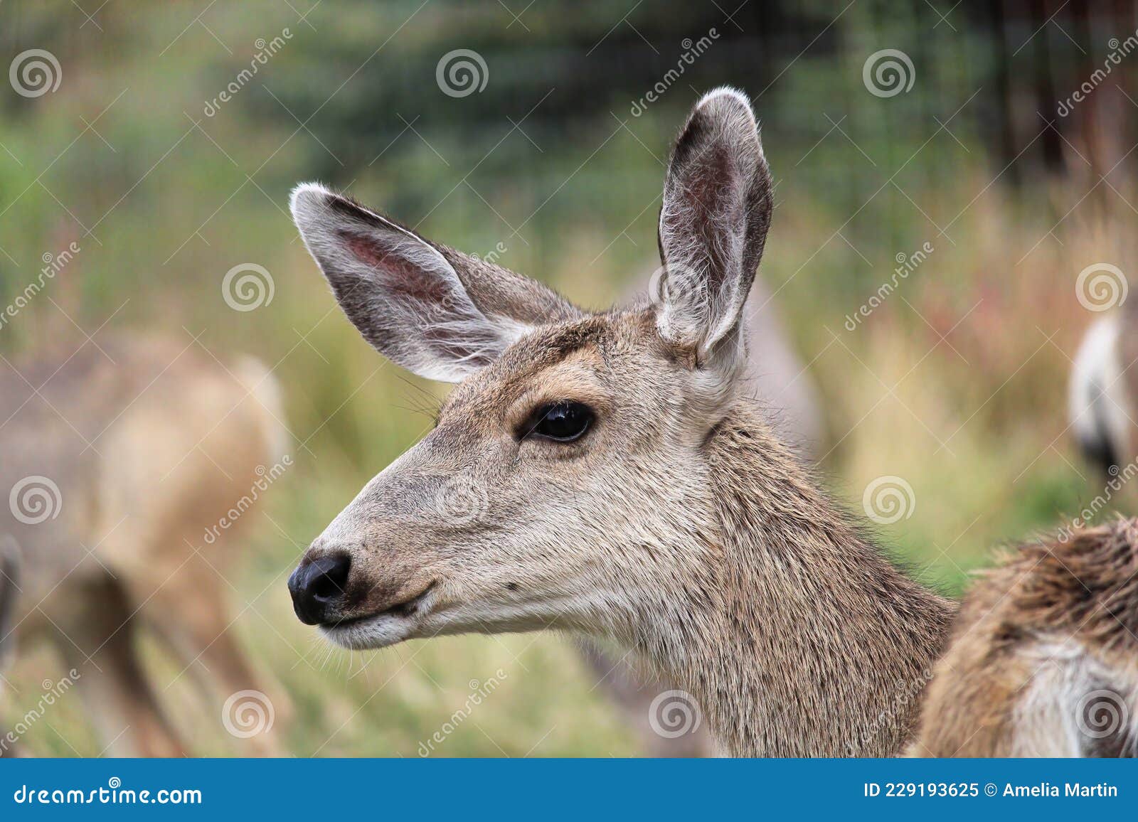 Closeup of the Side of a Female Mule Deer Head Stock Image - Image of ...