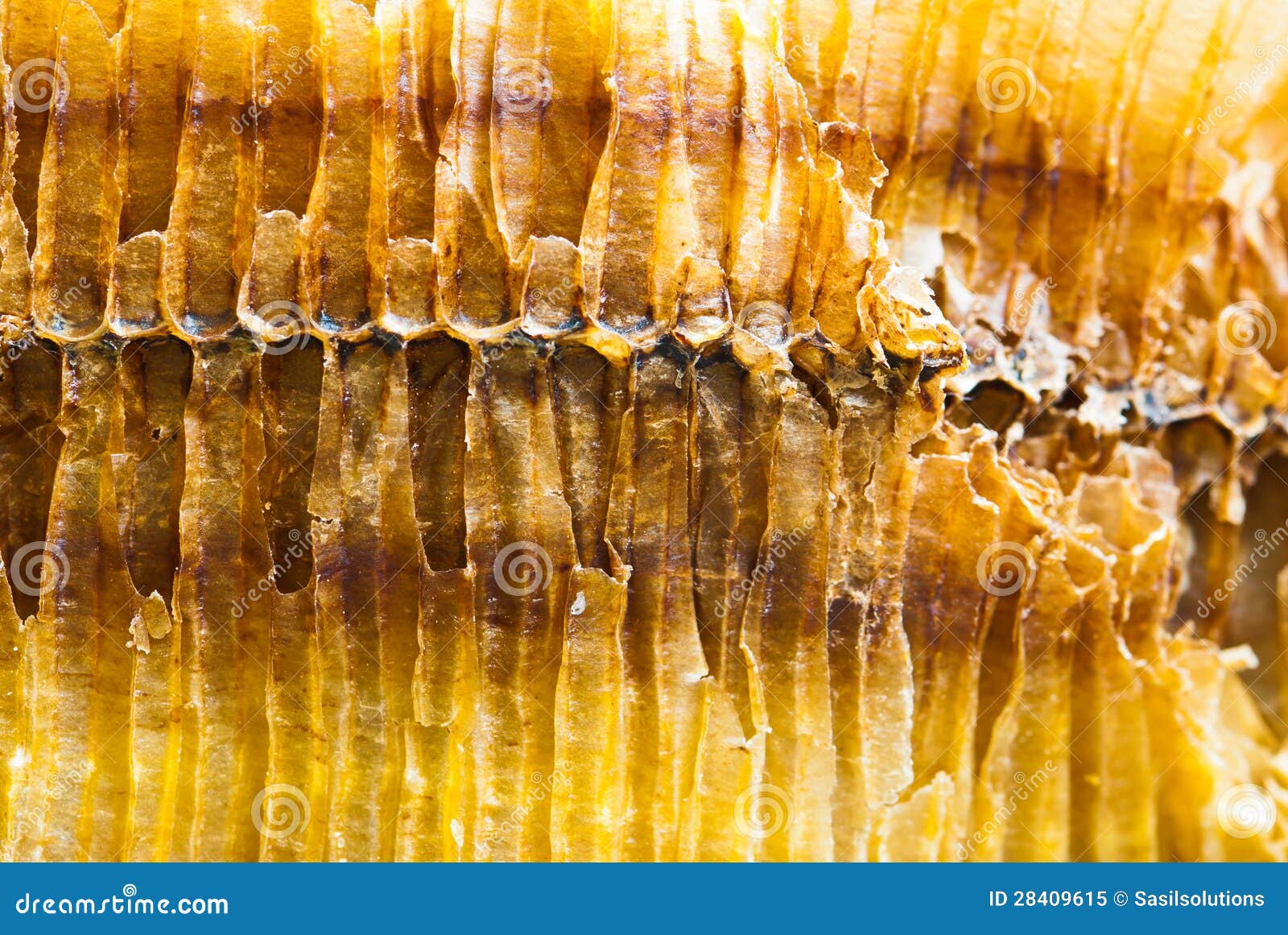 Closeup of the Side of Honey Comb on a Sunny Day Stock Image - Image of ...