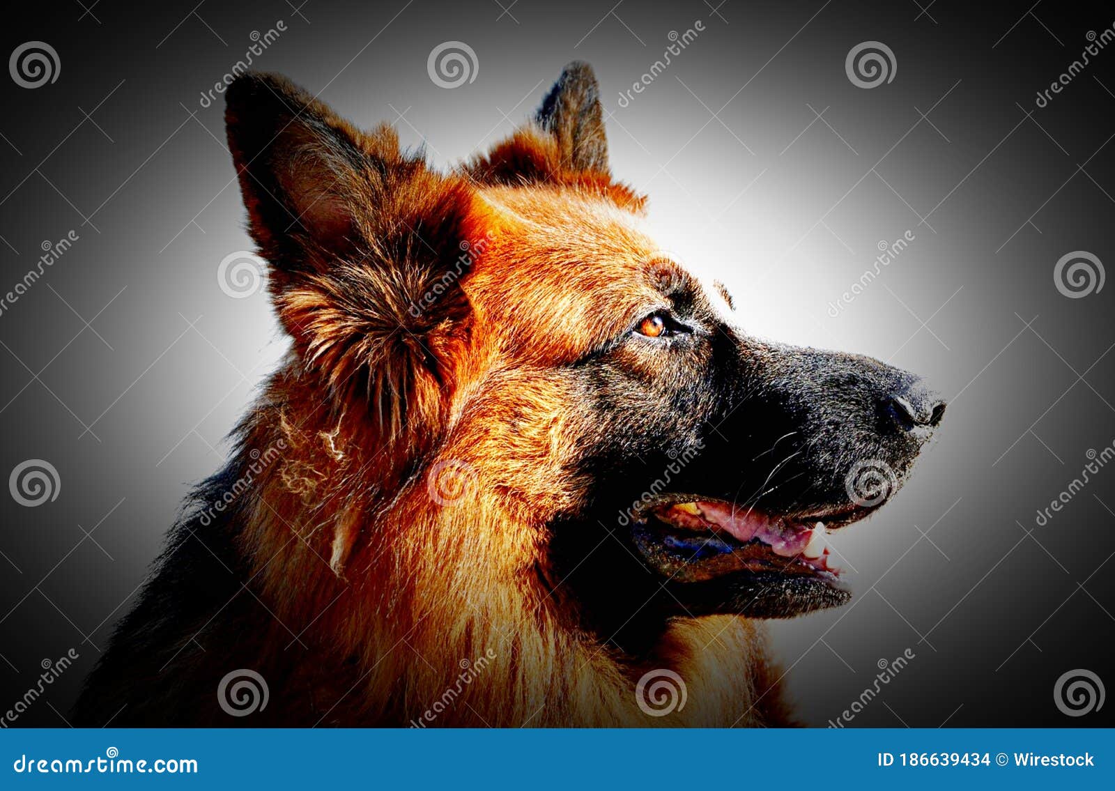 Closeup of a Side Profile of a German Shepherd Stock Photo - Image of ...