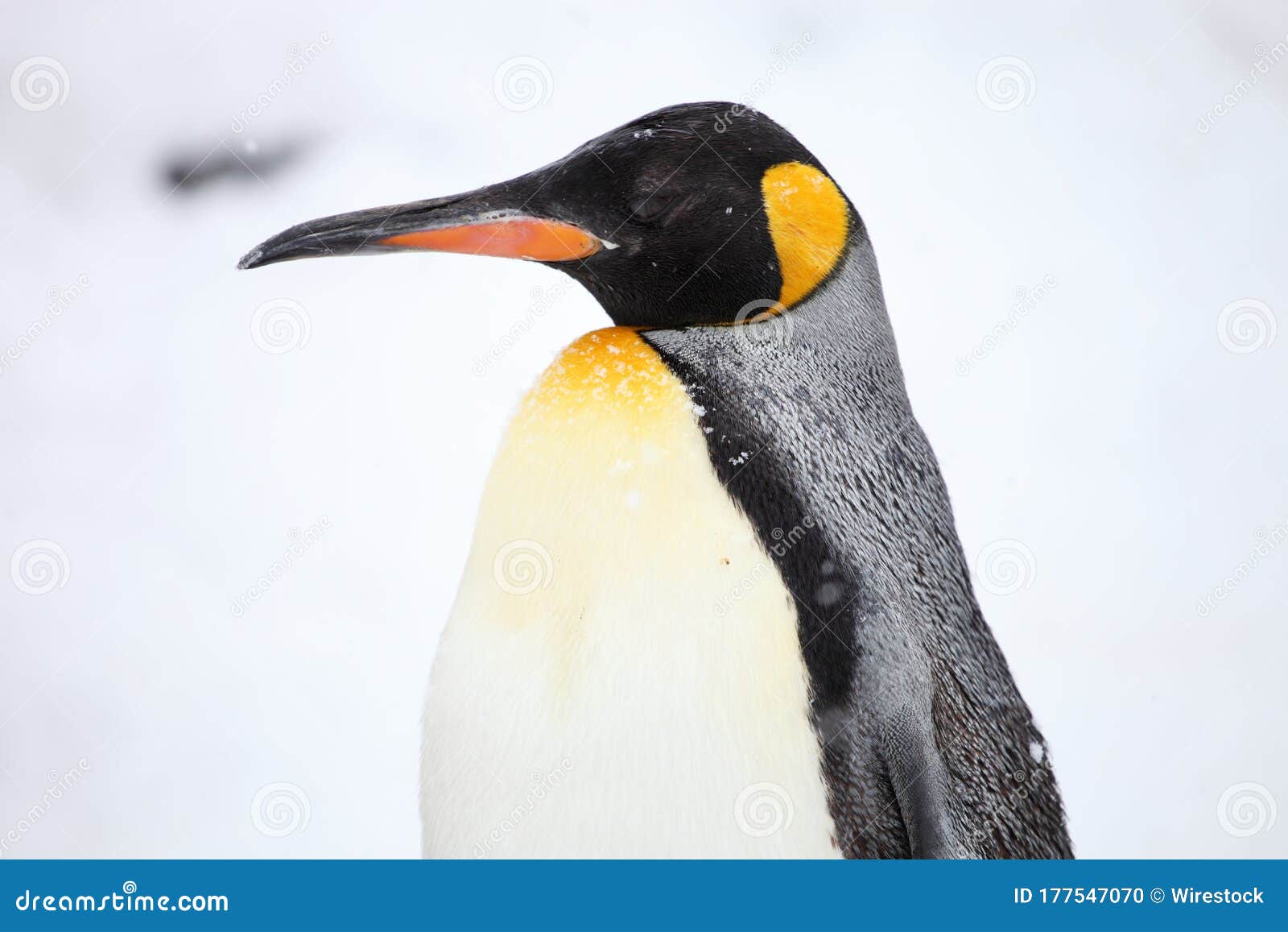 Closeup of the Side Profile of a King Penguin Under the Sunlight during ...