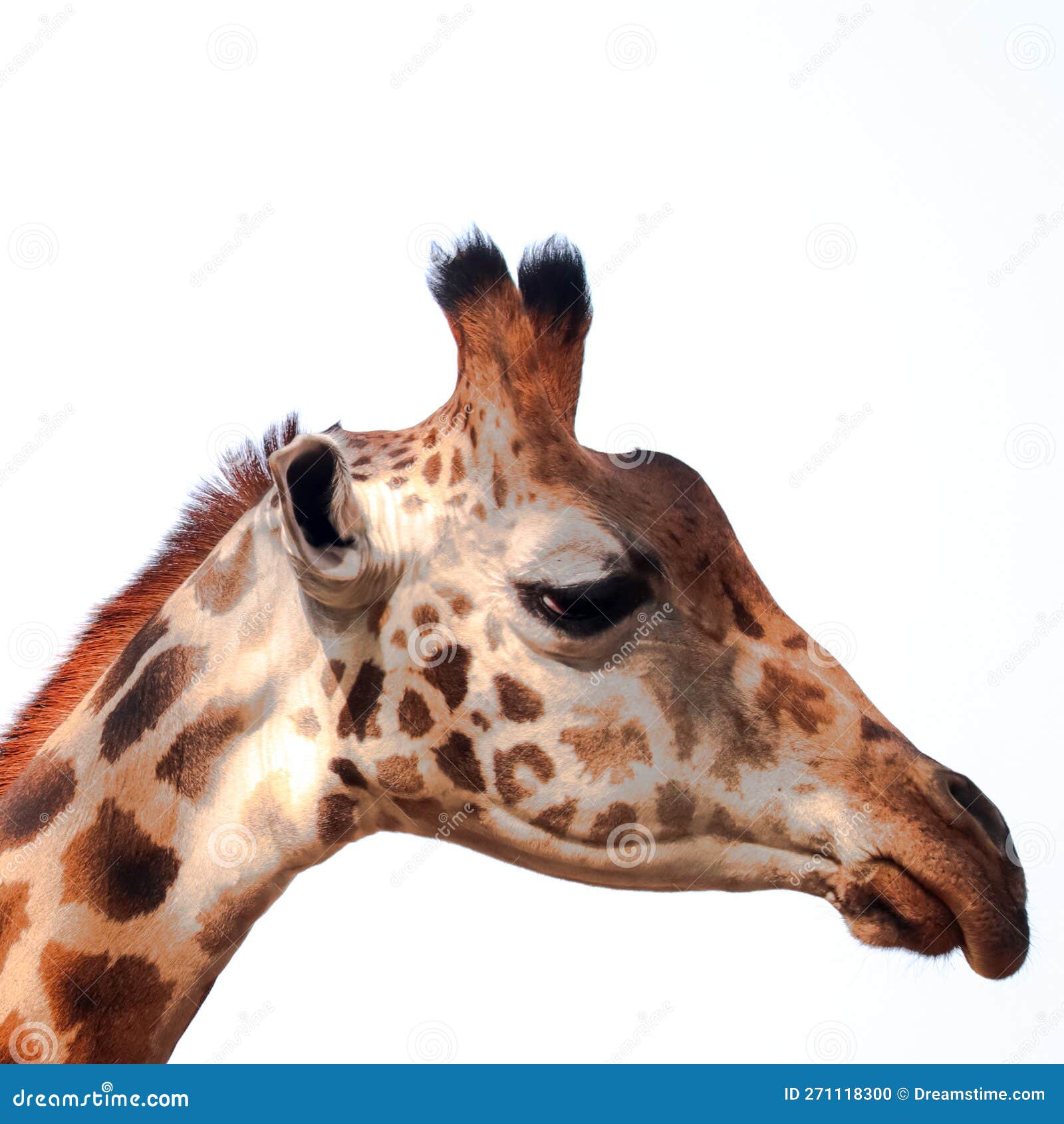 Closeup Side Profile Picture of Giraffe Stock Photo - Image of safari ...