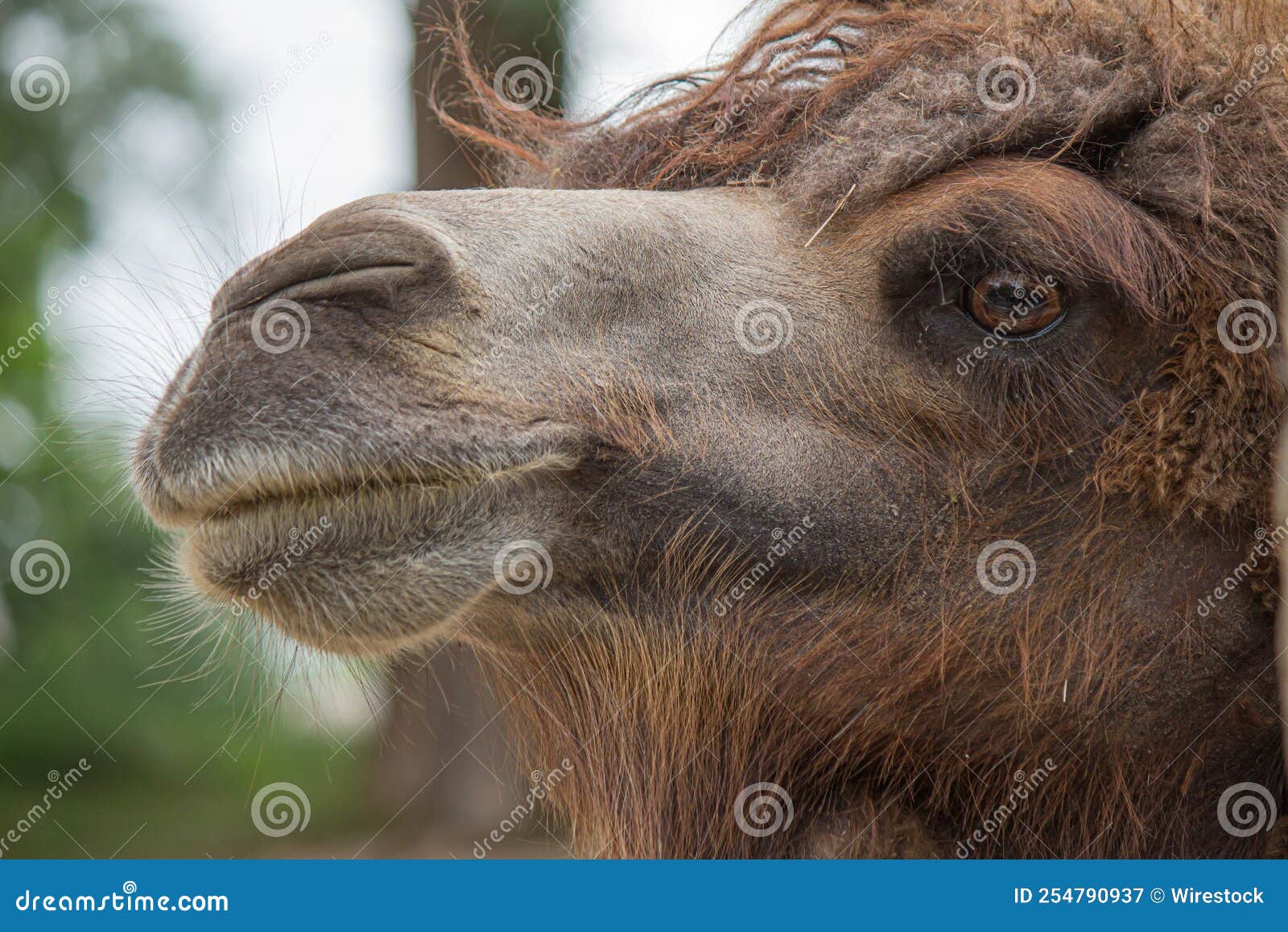 Closeup Side Shot of a Camel S Head Stock Image - Image of wildlife ...