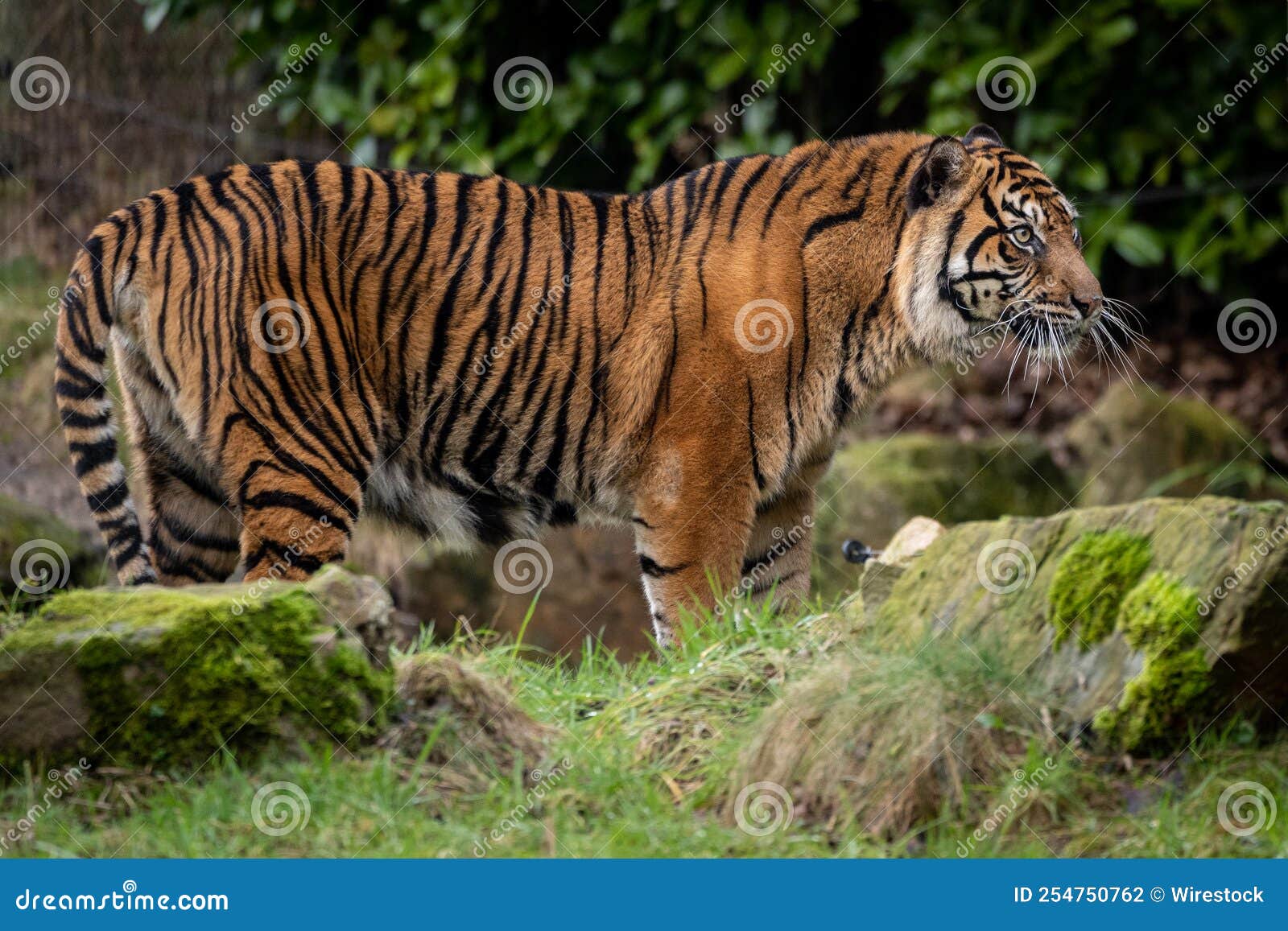 Closeup Side Shot of a Sumatran Tiger Walking on the Green Grass Stock ...