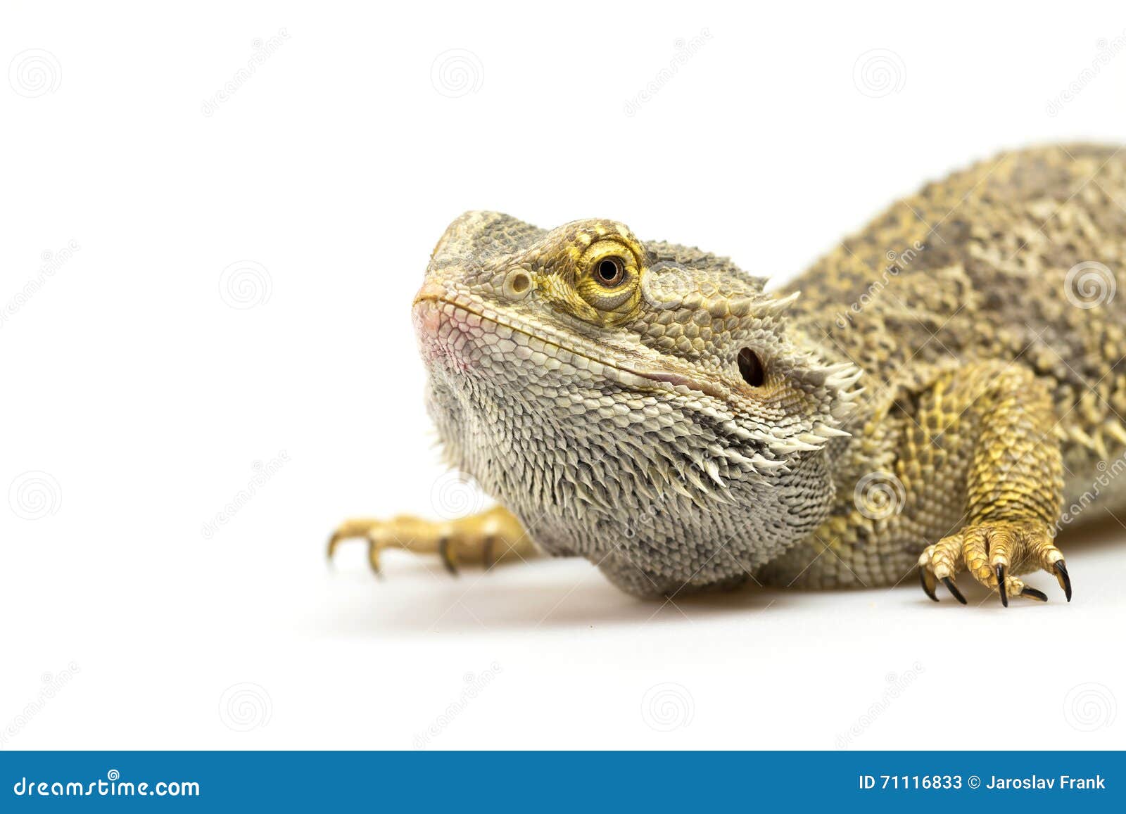 Closeup Side View of Agama Lizard Stock Image - Image of beautiful ...
