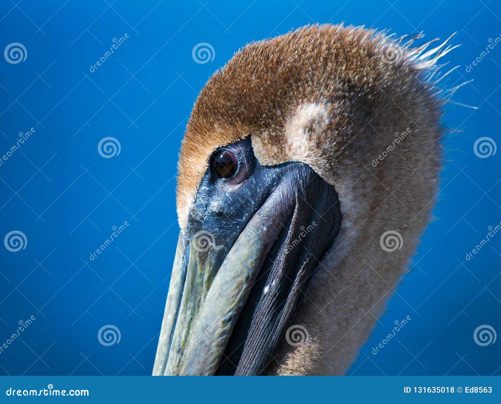 Closeup Side View of Beautiful Brown Pelican Stock Photo - Image of ...