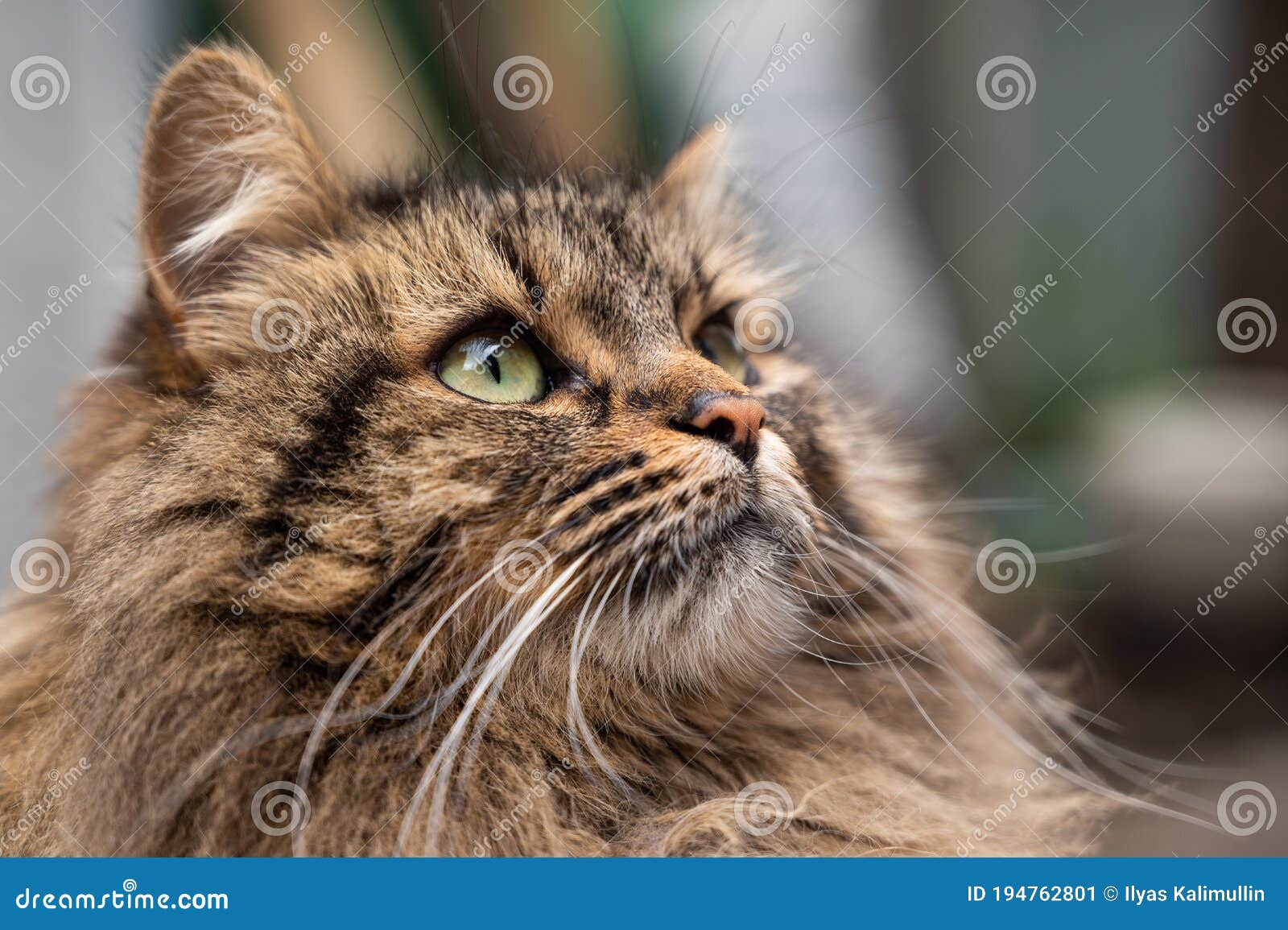 Side View of Beautiful Fluffy Cat Looking Up Stock Image - Image of ...