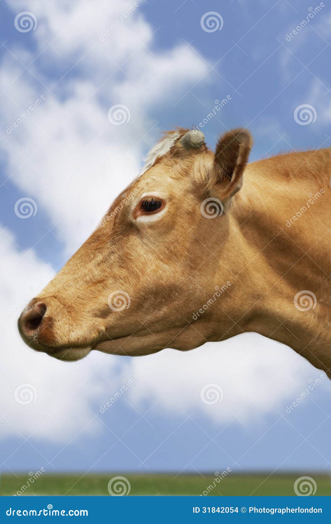 Closeup Side View Of A Howling Arctic Wolf Royalty-Free Stock Photo ...