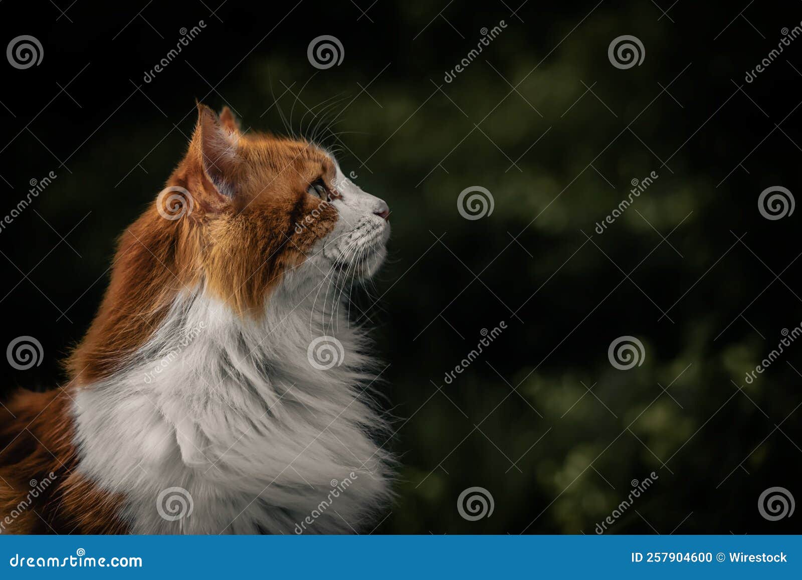 Closeup Side View of a Ginger and White Cat Stock Photo - Image of ...