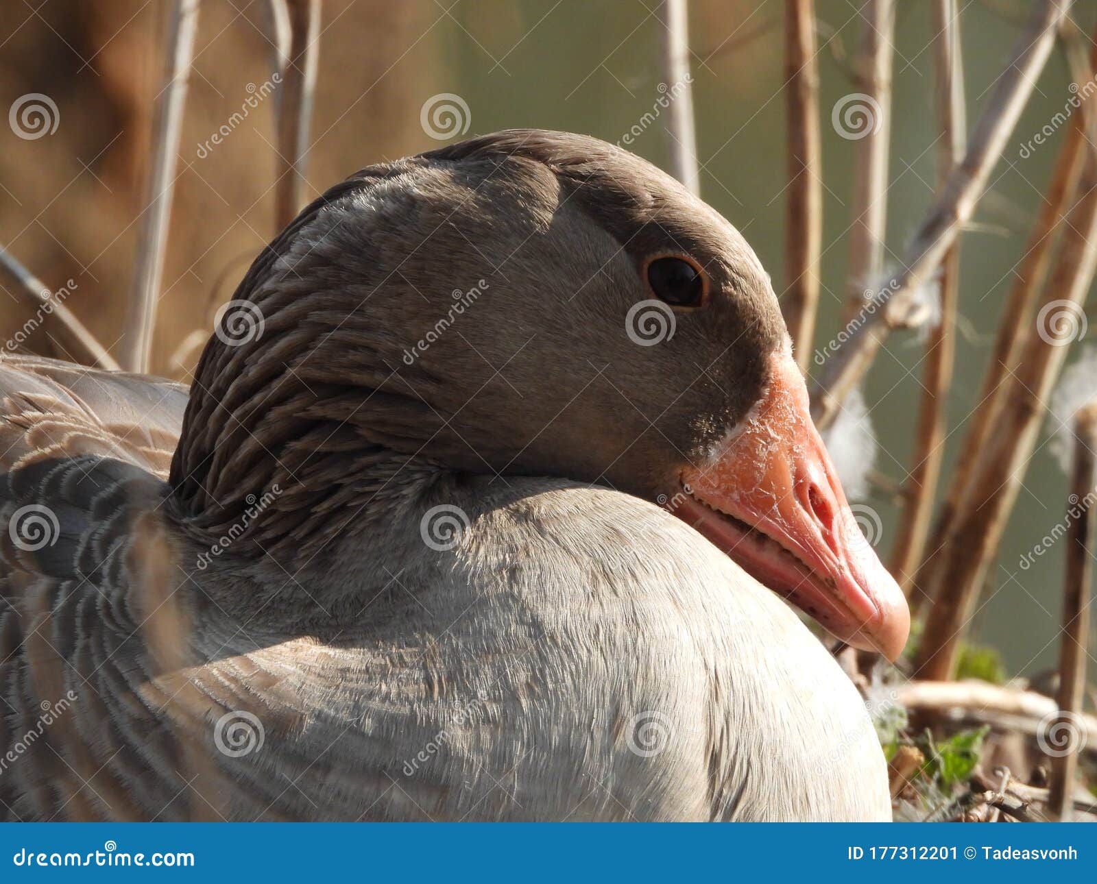 Closeup Side View of the Greylag Goose Head Stock Image - Image of view ...