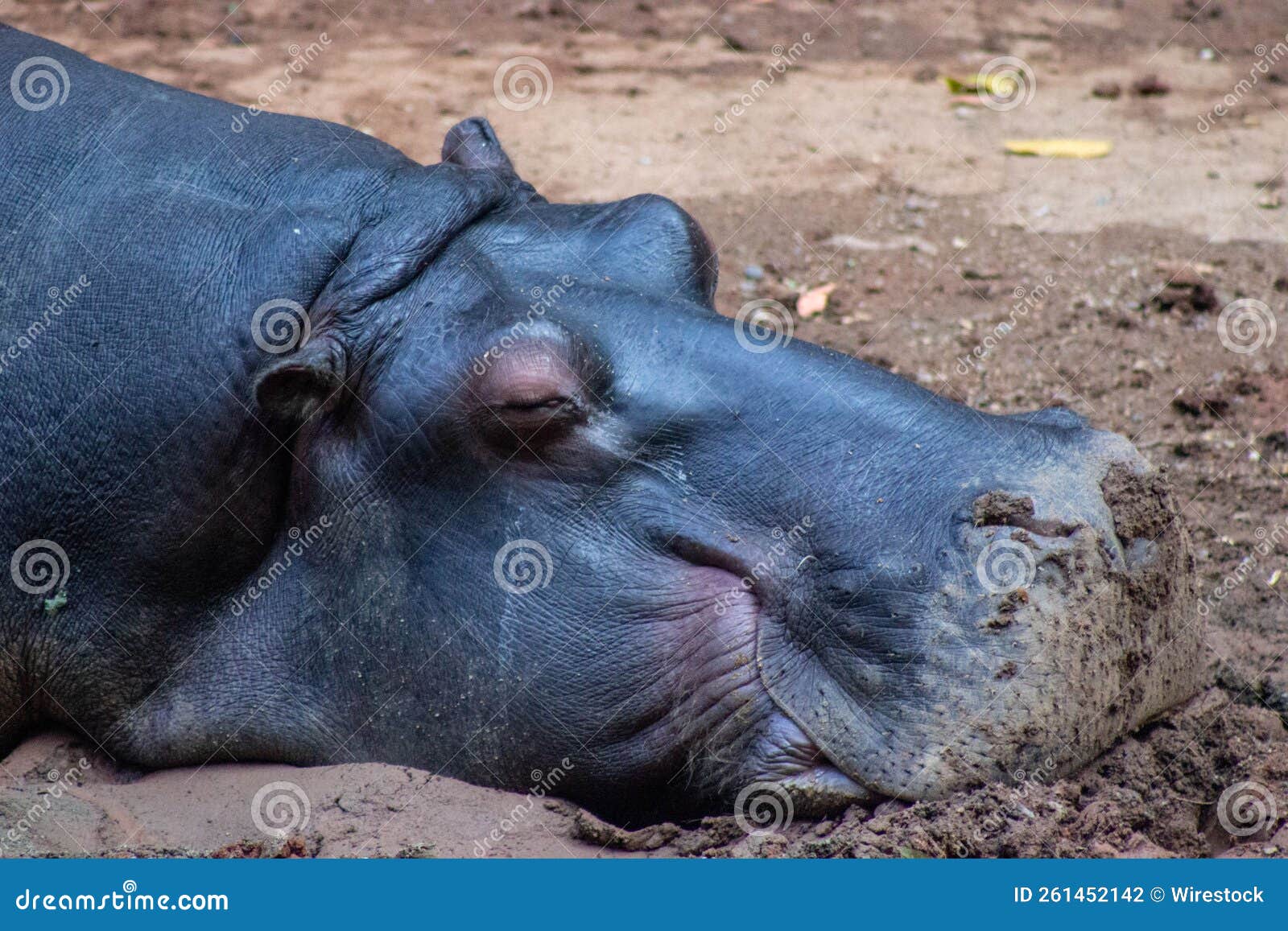 Closeup Side View of a Hippo Sleeping on the Muddy Ground Stock Photo ...