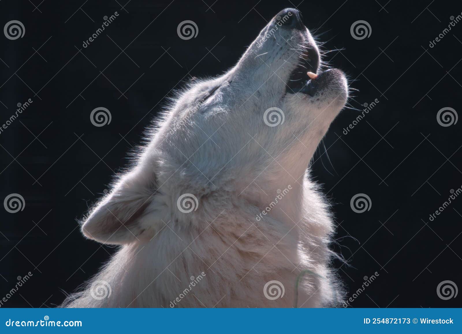 Howling Arctic Wolf Also Known As The White Wolf Or Polar Wolf. Royalty ...