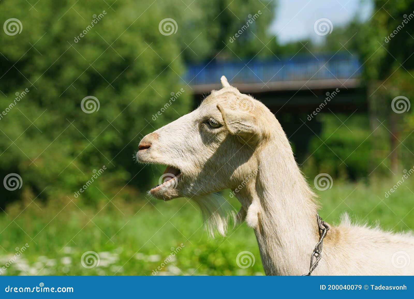 Closeup Side View of Hungry Goat Stock Image - Image of detail, farming ...