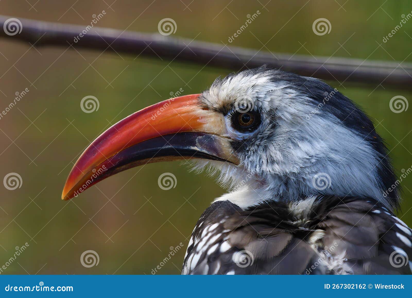 Closeup Side View of a Red-billed Hornbill Stock Photo - Image of wings ...