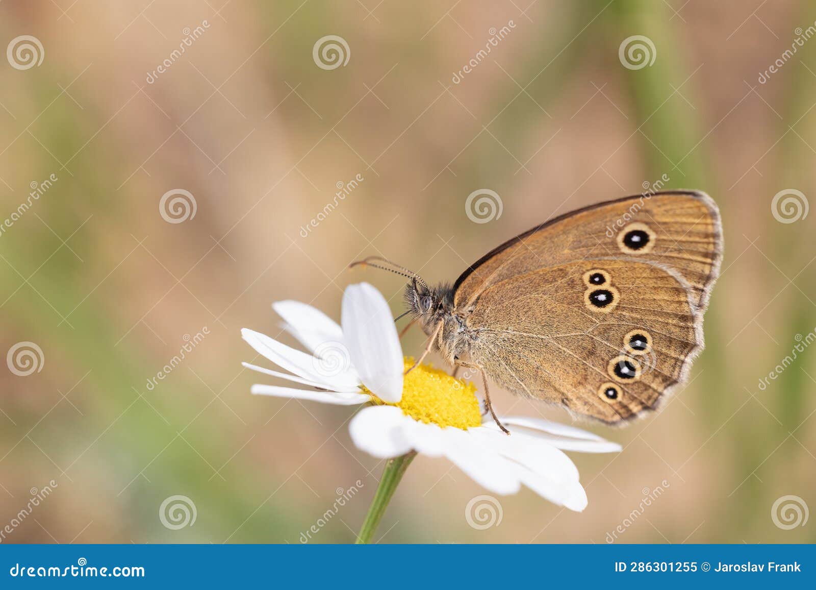 Closeup Side View of Ringlet Butterfly Stock Image - Image of beauty ...