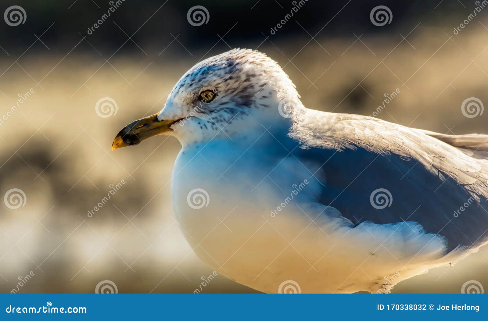 A Closeup Side View of a Seagull. Stock Photo - Image of coast ...