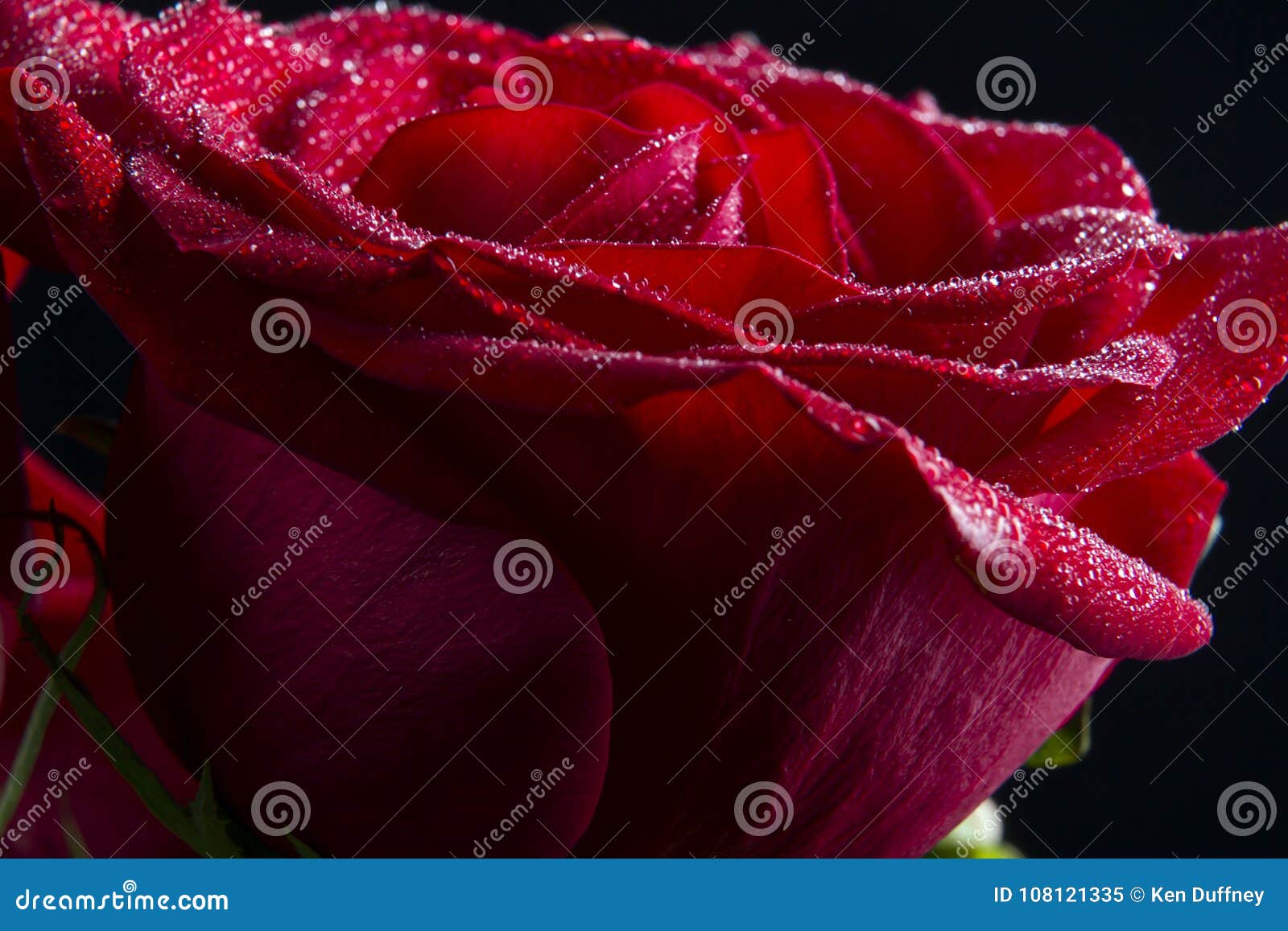 Side View of a Red Rose with Dew on it Stock Image - Image of color ...