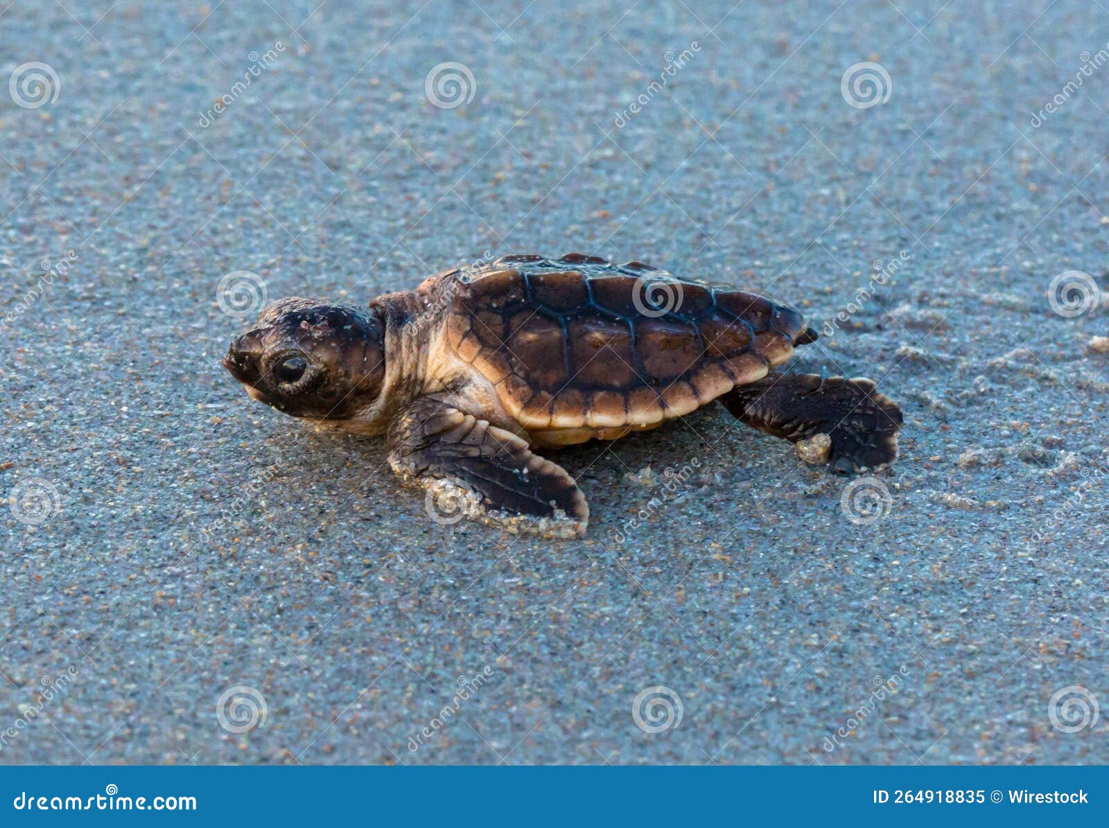 Closeup Side View of a Small Modern Sea Turtle Walking on a Sand Stock ...