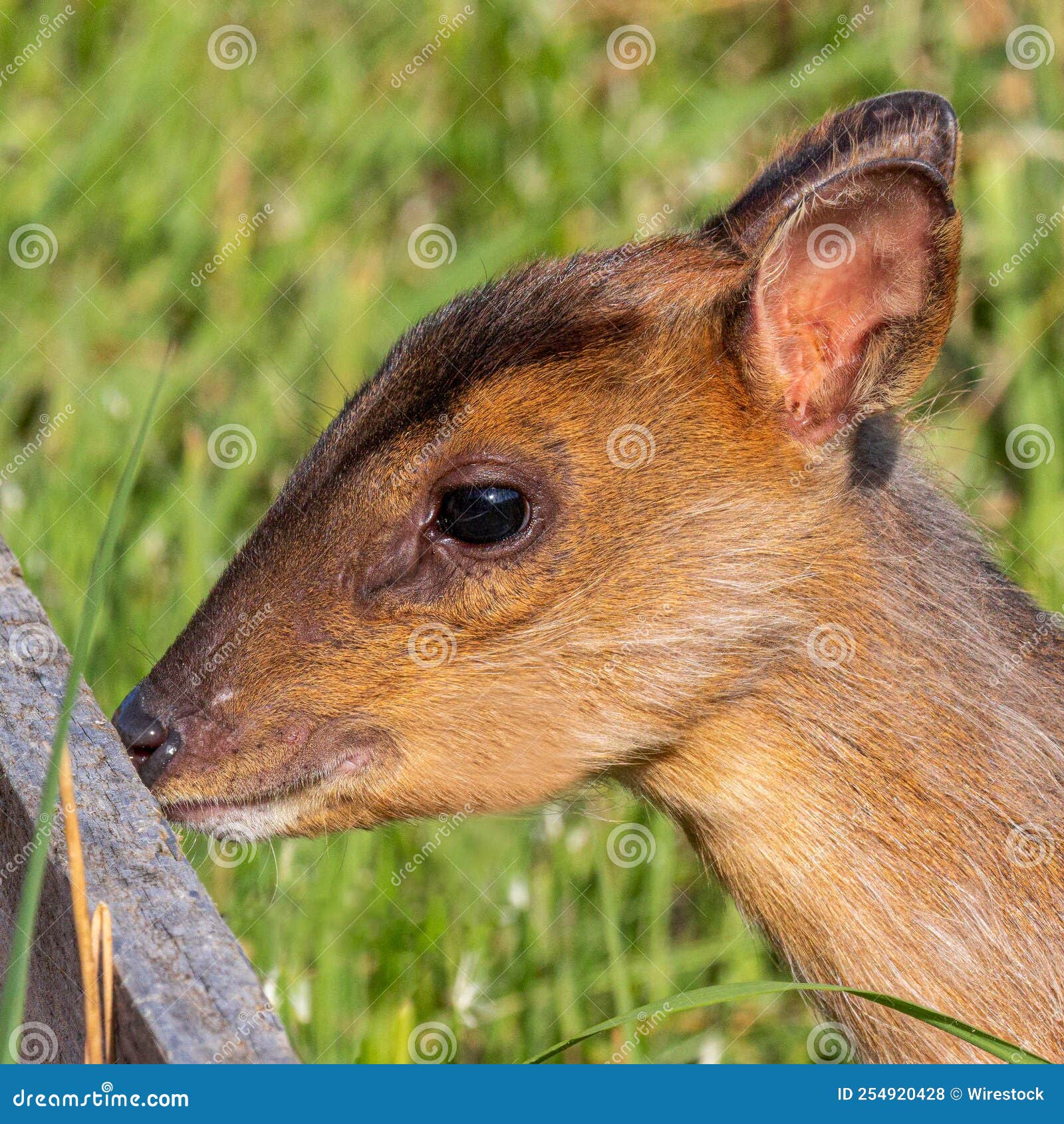 Closeup Side View of a Young Muntjac Deer in Its Natural Habitat Stock ...