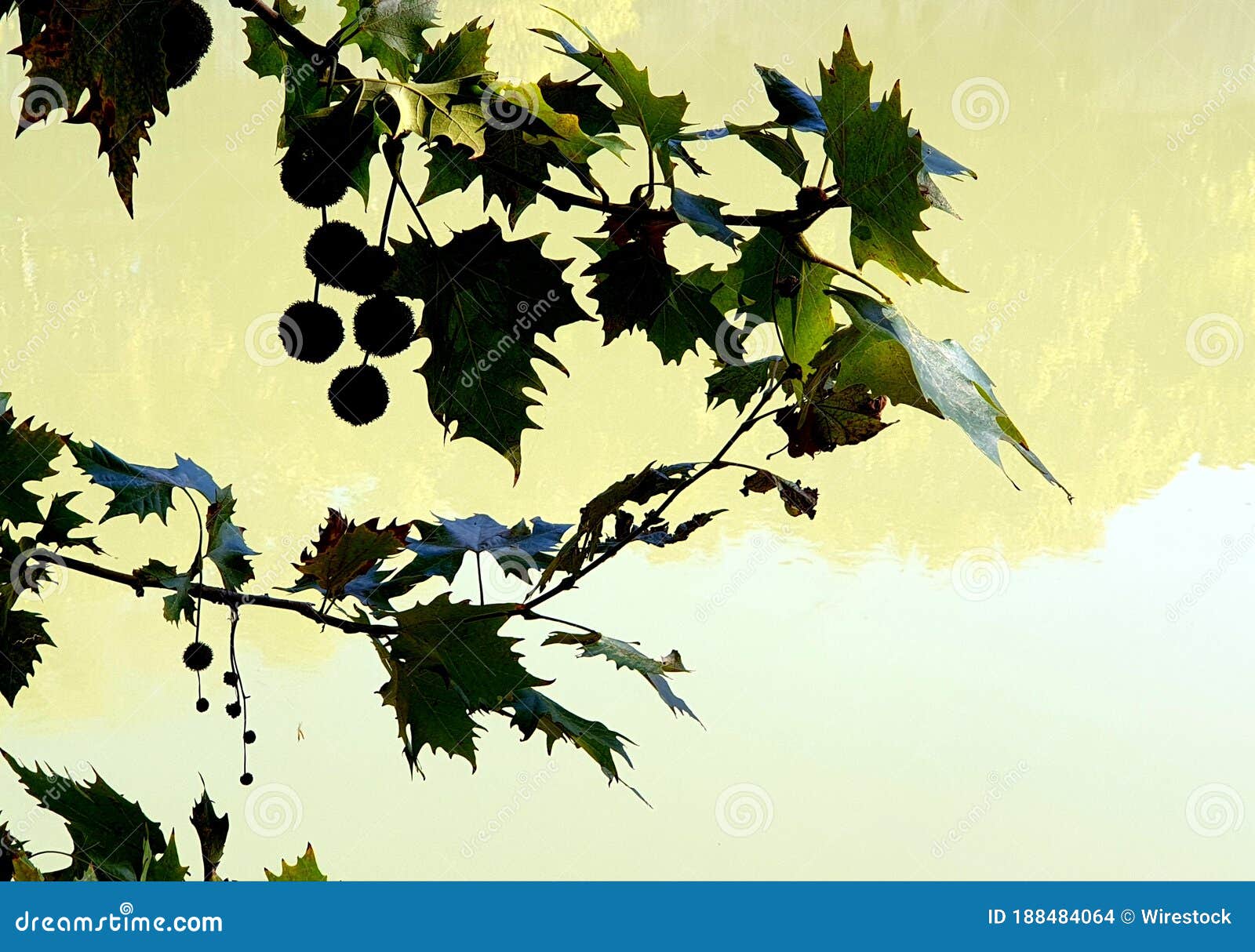 Closeup Silhouette Shot of Chestnut Tree Branches in Front of a Yellow ...