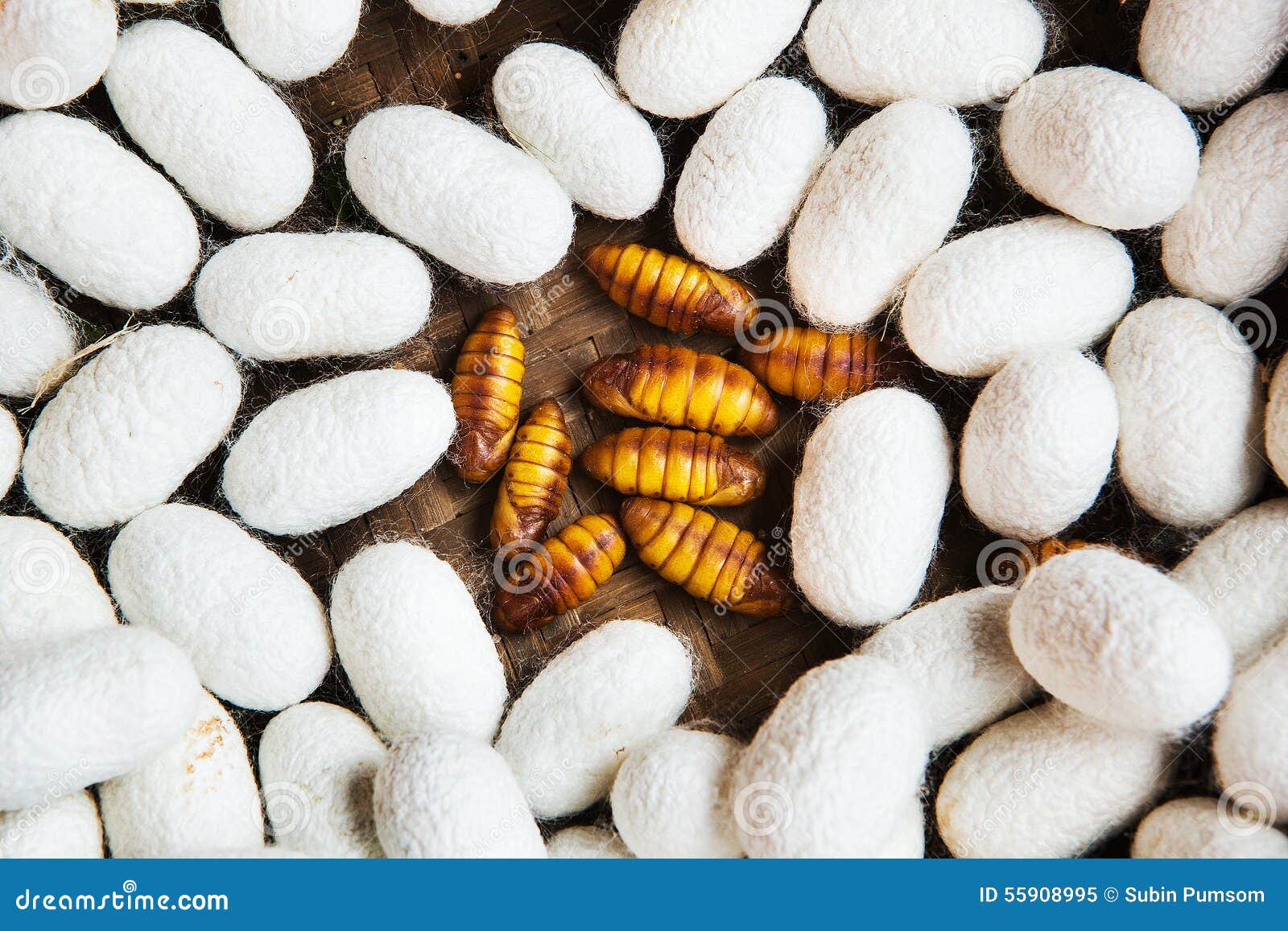 Closeup of Silkworm pupae stock image. Image of species - 55908995