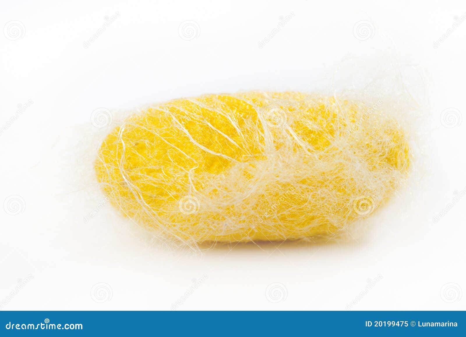 Closeup Silkworm Yellow Cocoon Isolated on White Stock Image - Image of ...