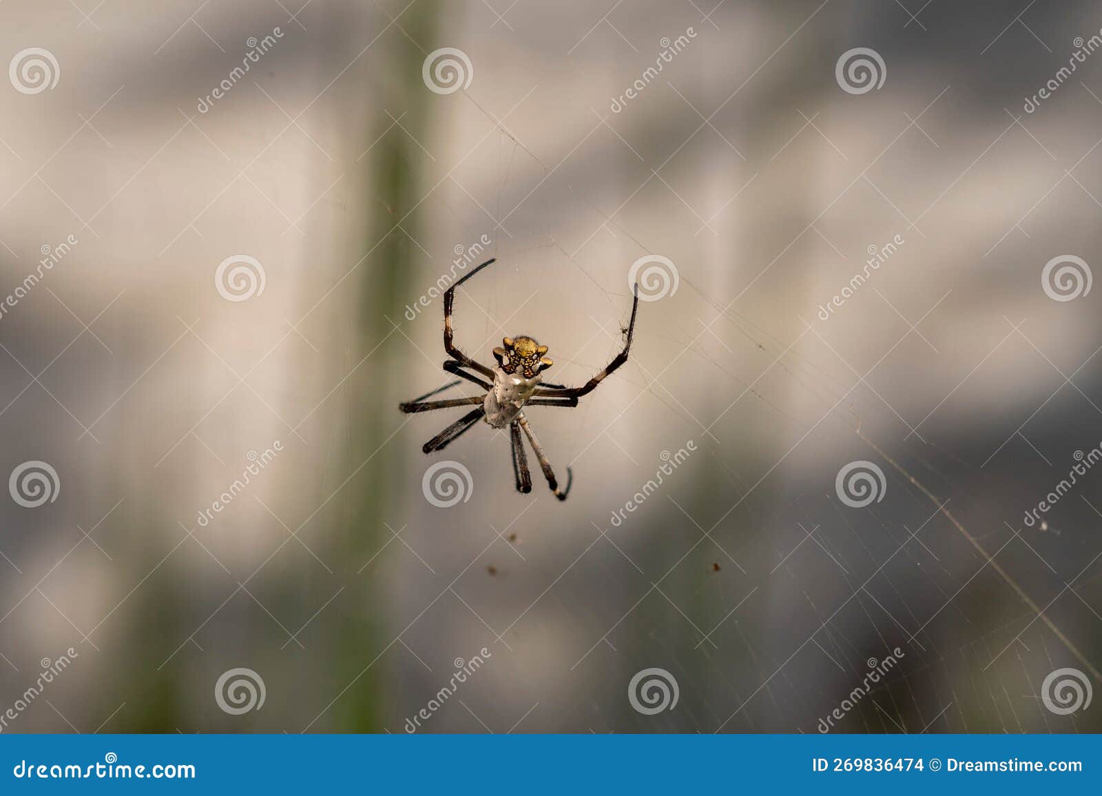 Closeup of a Silver Argiope Spider with Unique Black Markings on Its ...