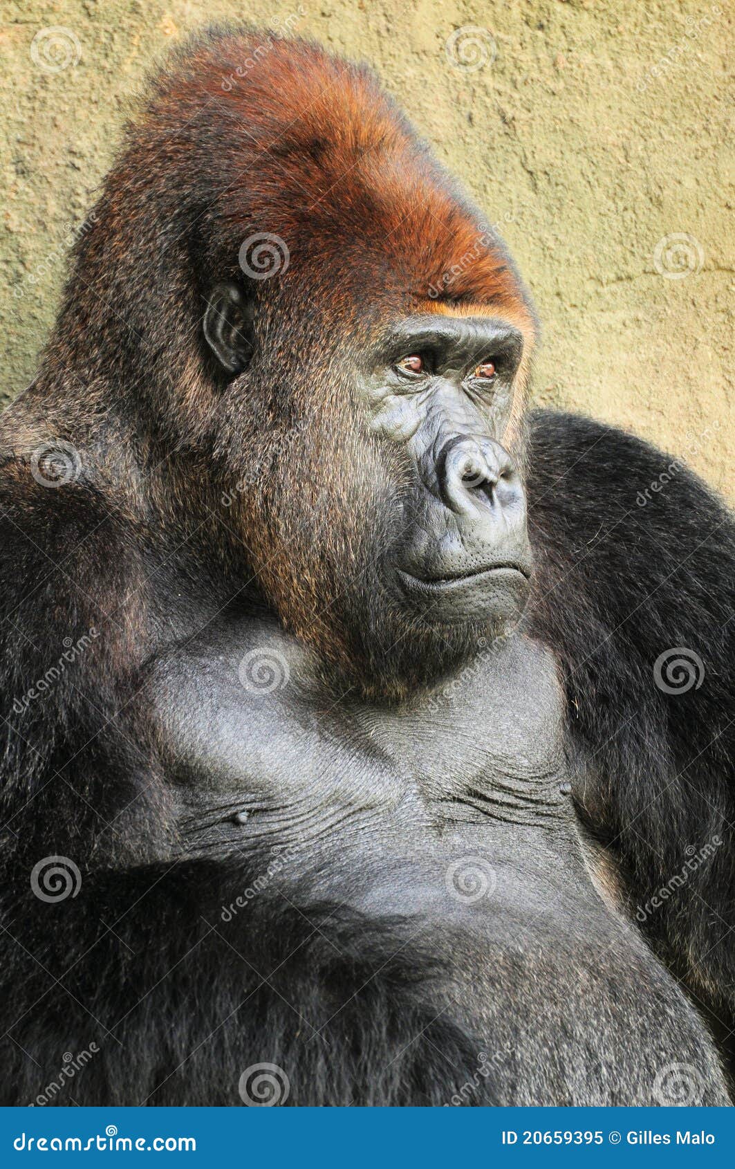 Closeup of a Silverback Gorilla Stock Image - Image of mammal, monkeys ...
