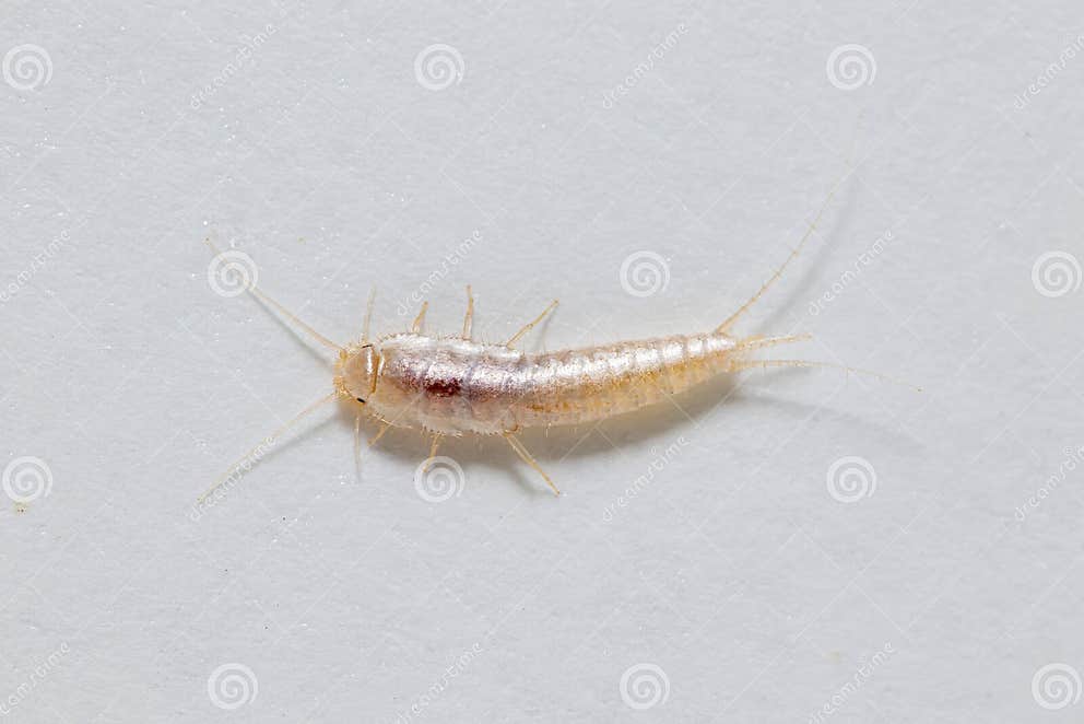 Silverfish on White Background Stock Photo - Image of silverfish ...