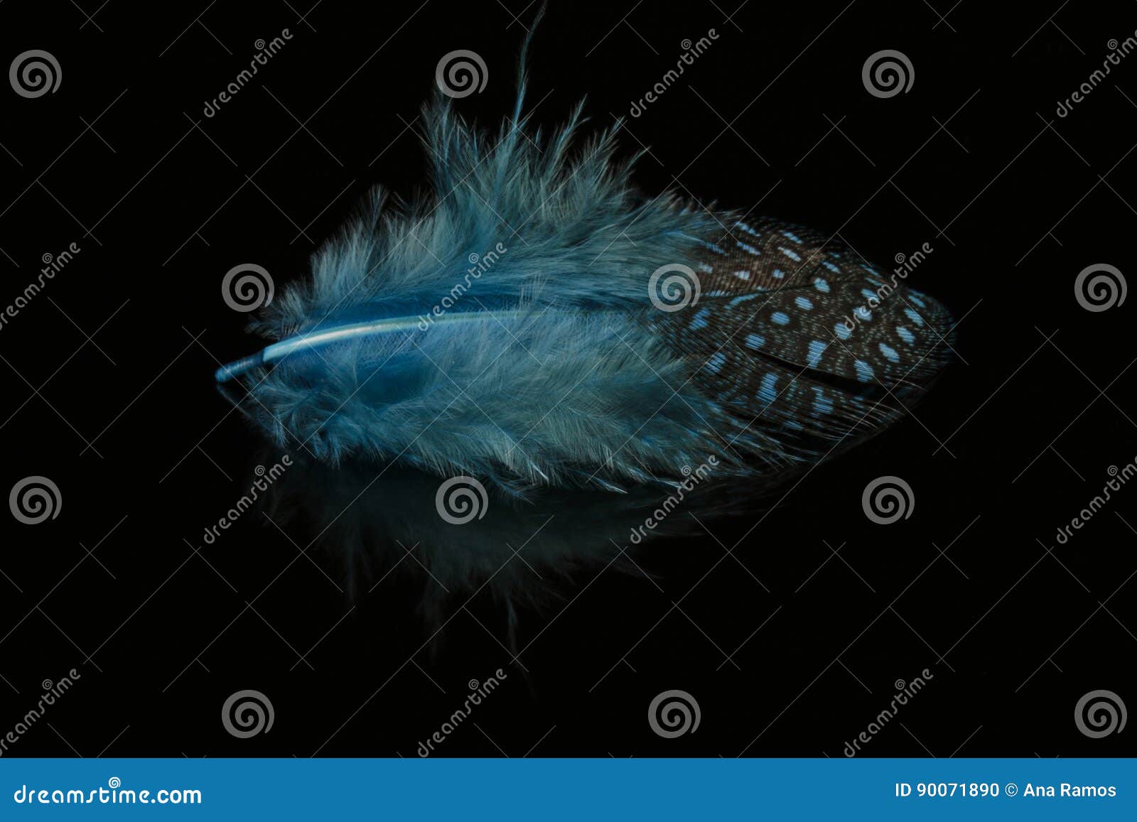 Closeup of a Single Blue Feather Stock Photo - Image of background ...