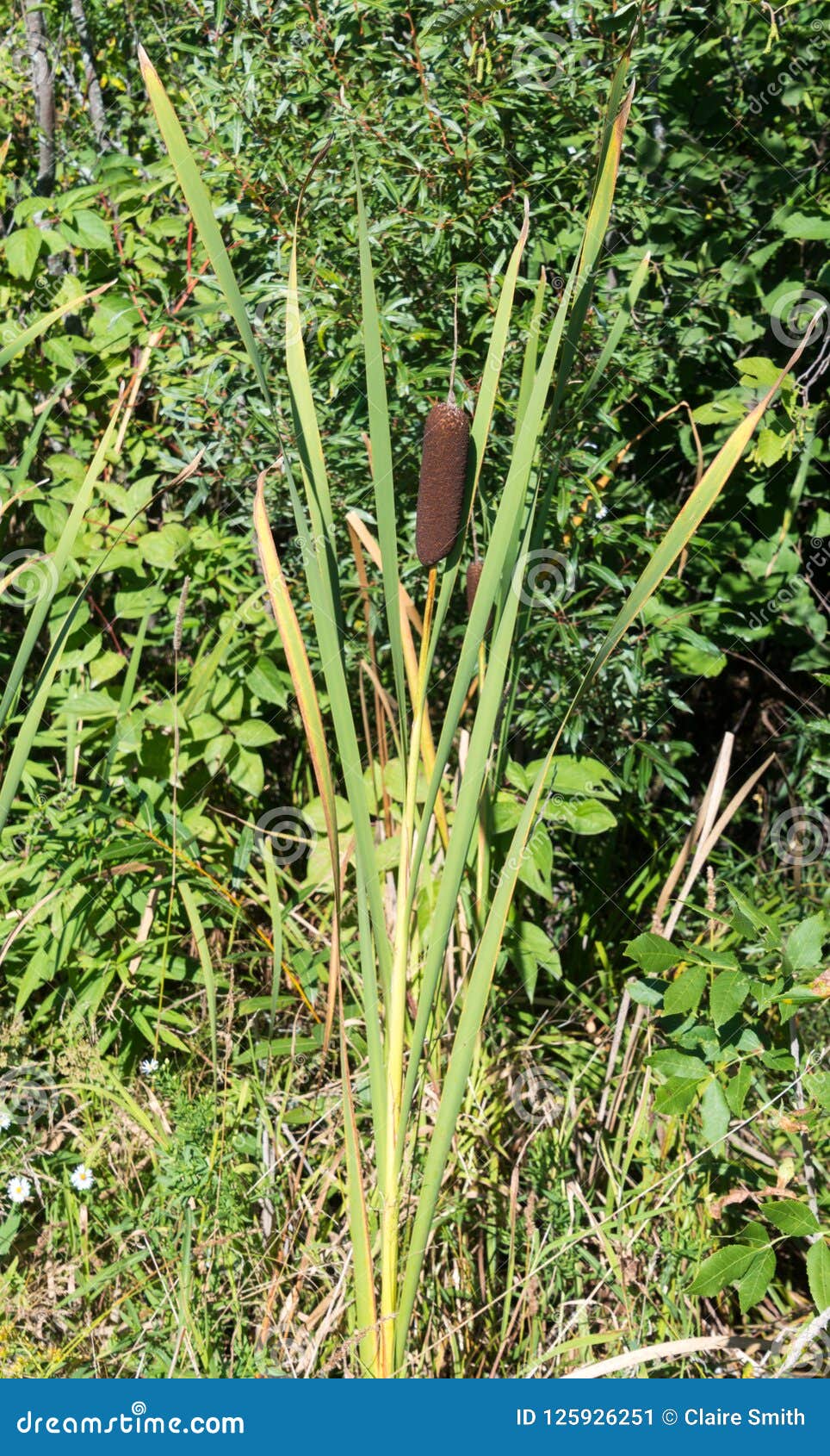 Closeup of Single Bulrush Plant Typha in a Swamp Stock Image - Image of ...