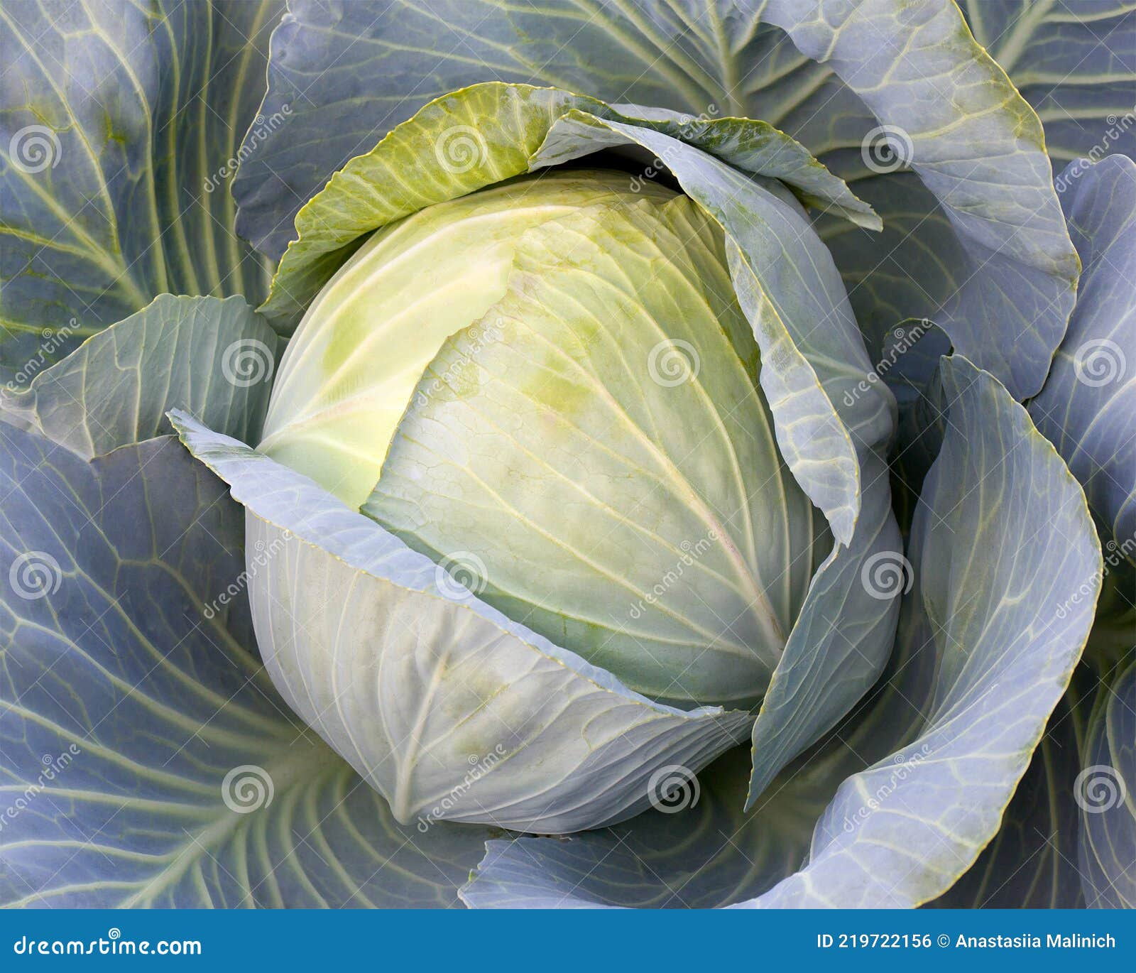 Closeup of a Single Cabbage Which Growing in a Vegetable Garden Stock ...