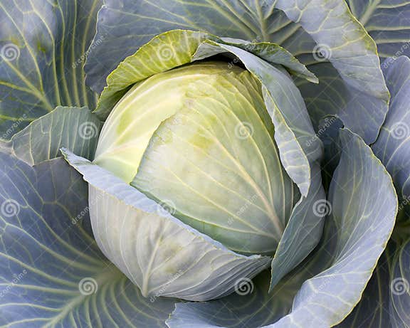 Closeup of a Single Cabbage Which Growing in a Vegetable Garden Stock ...