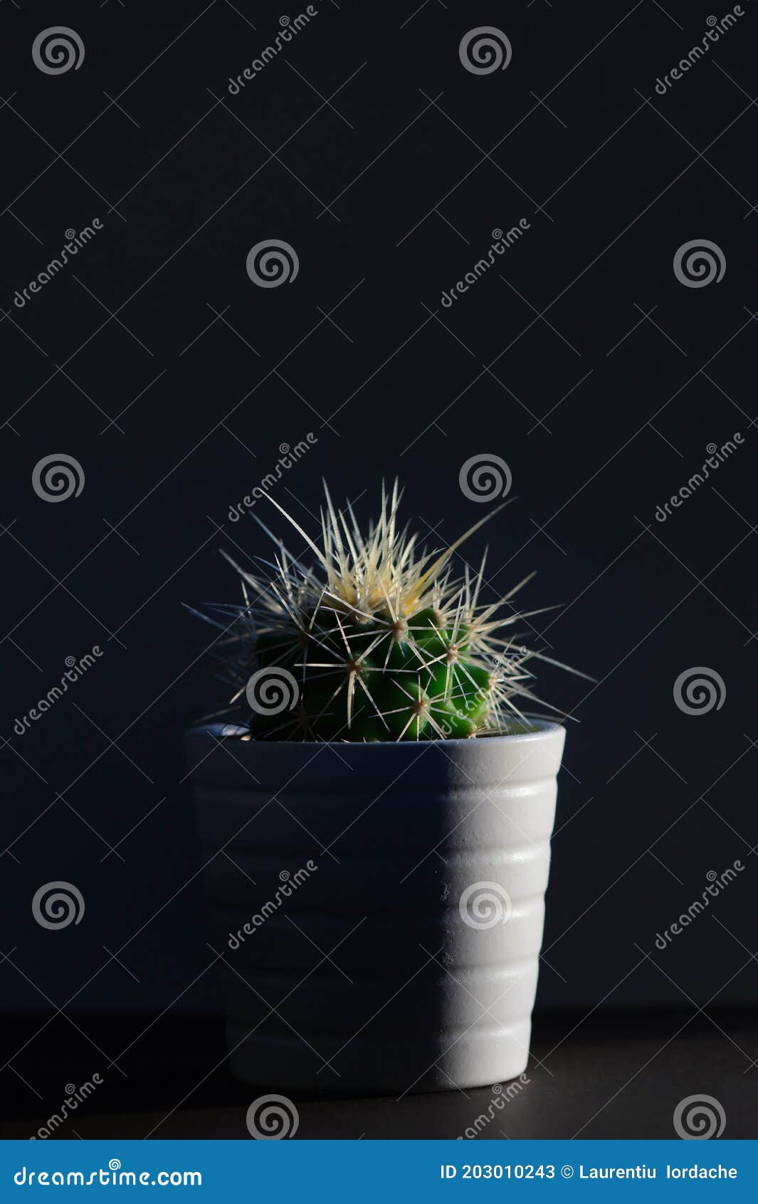 Closeup Single Cactus Plants Stock Image - Image of gardening, shadow ...