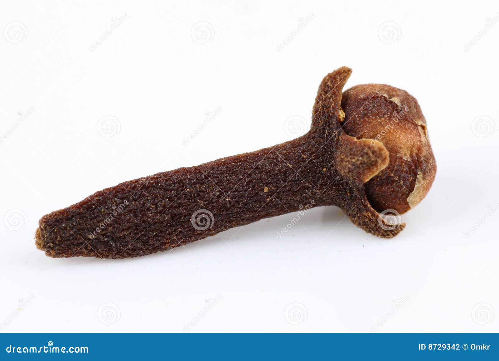 Closeup of single clove stock photo. Image of ingredient - 8729342
