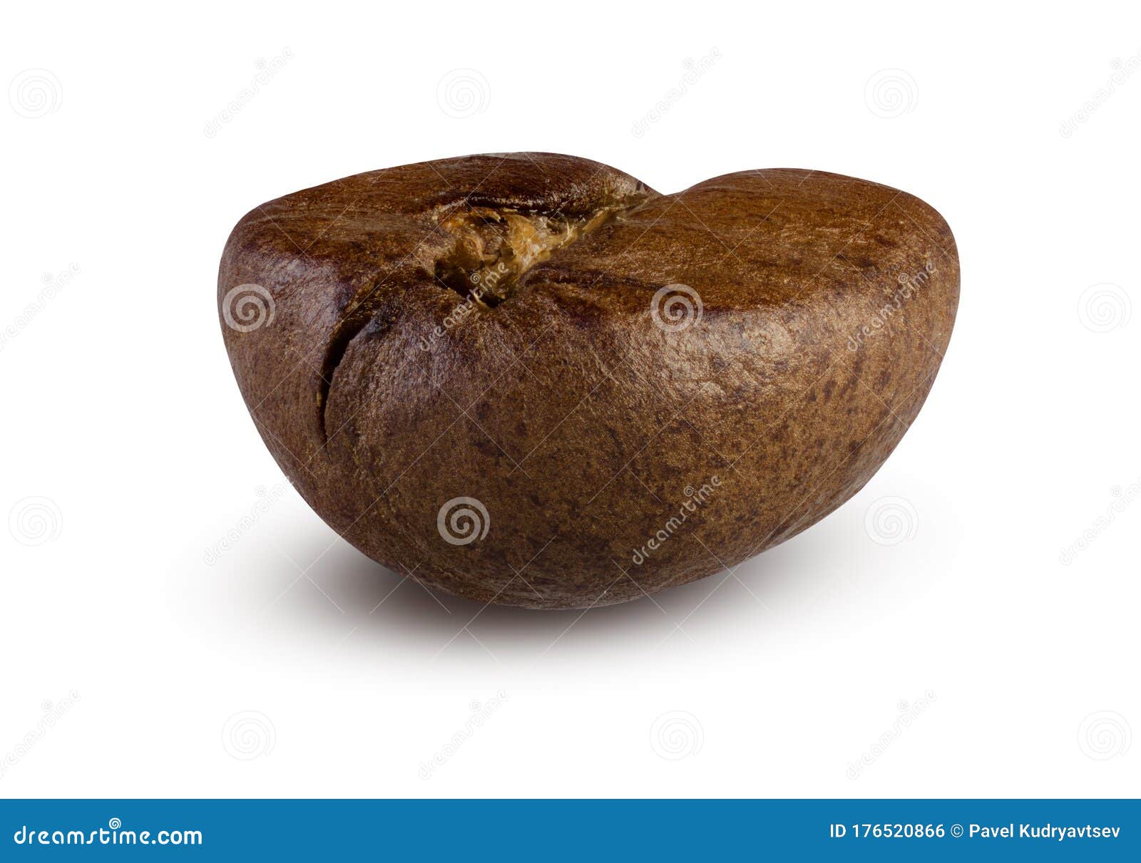 Closeup of Single Coffee Bean Isolated on White Background. this Image ...