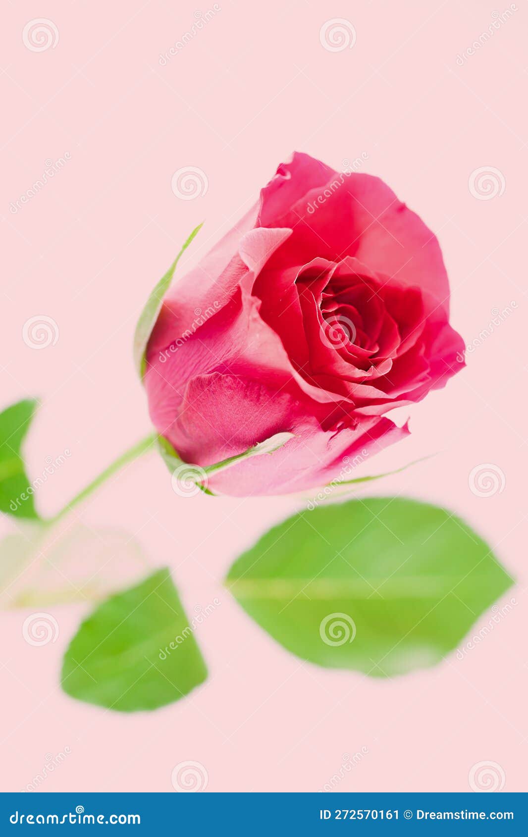 A Closeup of a Single Dark Pink Rose on a Pale Pink Background. Stock ...