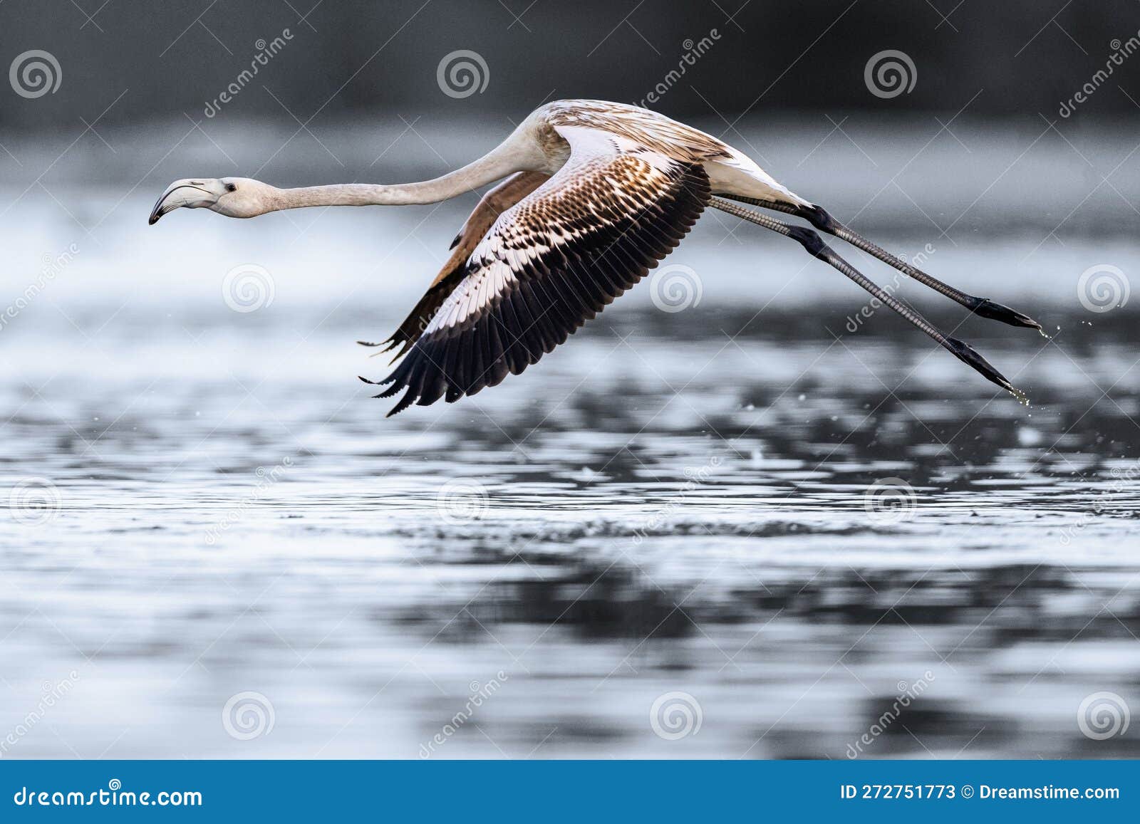 Closeup of a Single Flamingo Flying Low Over the Water Stock Image ...