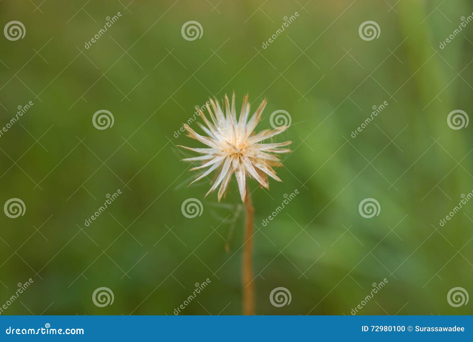 Closeup of Single Grass Flower Blooming Stock Photo - Image of nature ...
