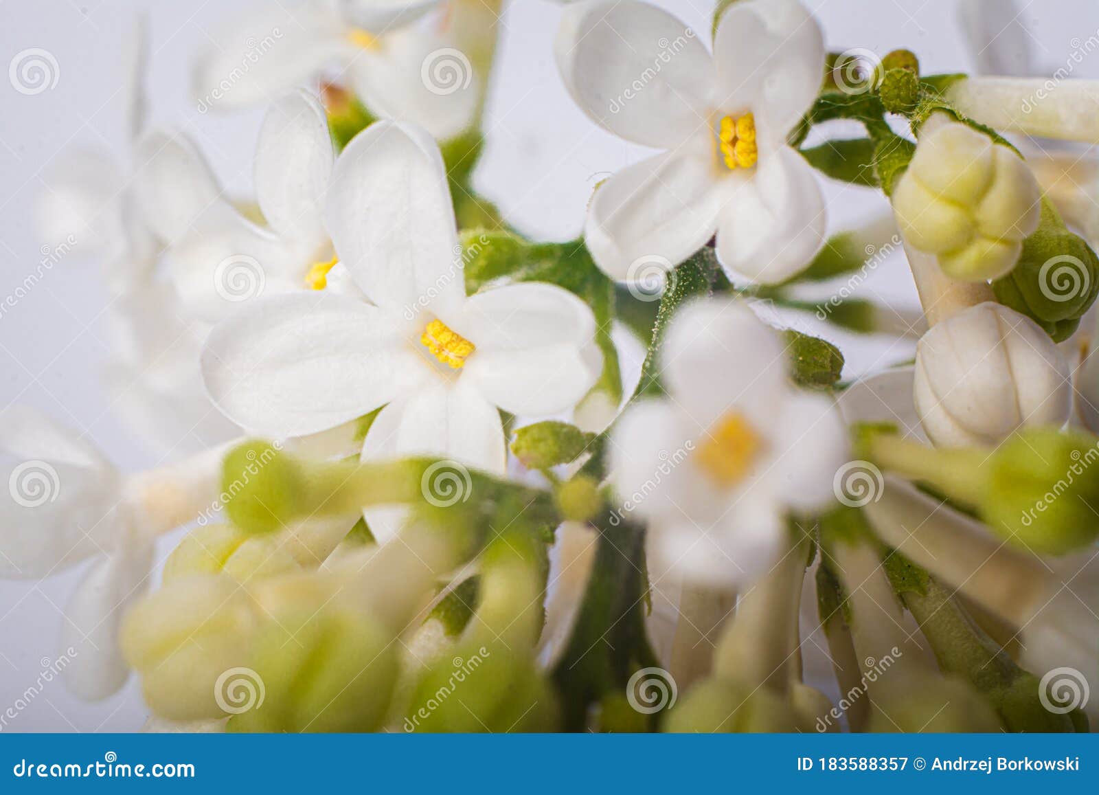 Closeup of a Single Lilac Flower Stock Image - Image of blooming ...