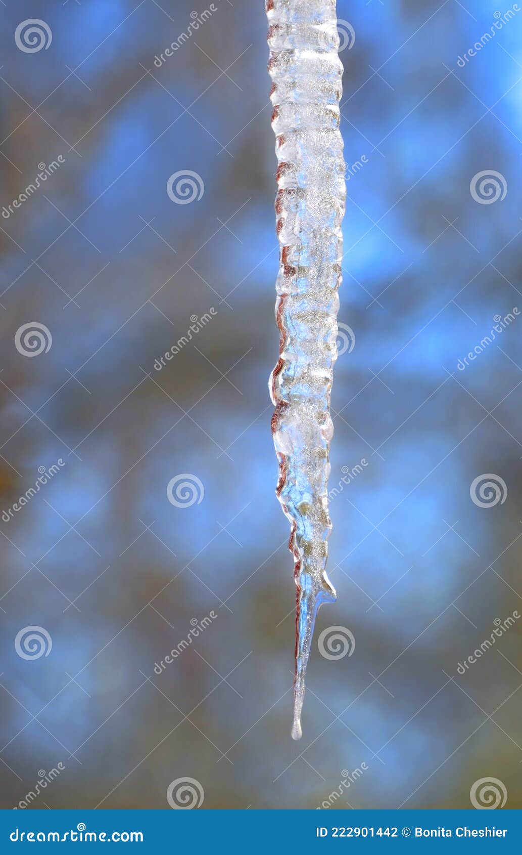 Closeup of Single Long Icicle Stock Photo - Image of single, winter ...