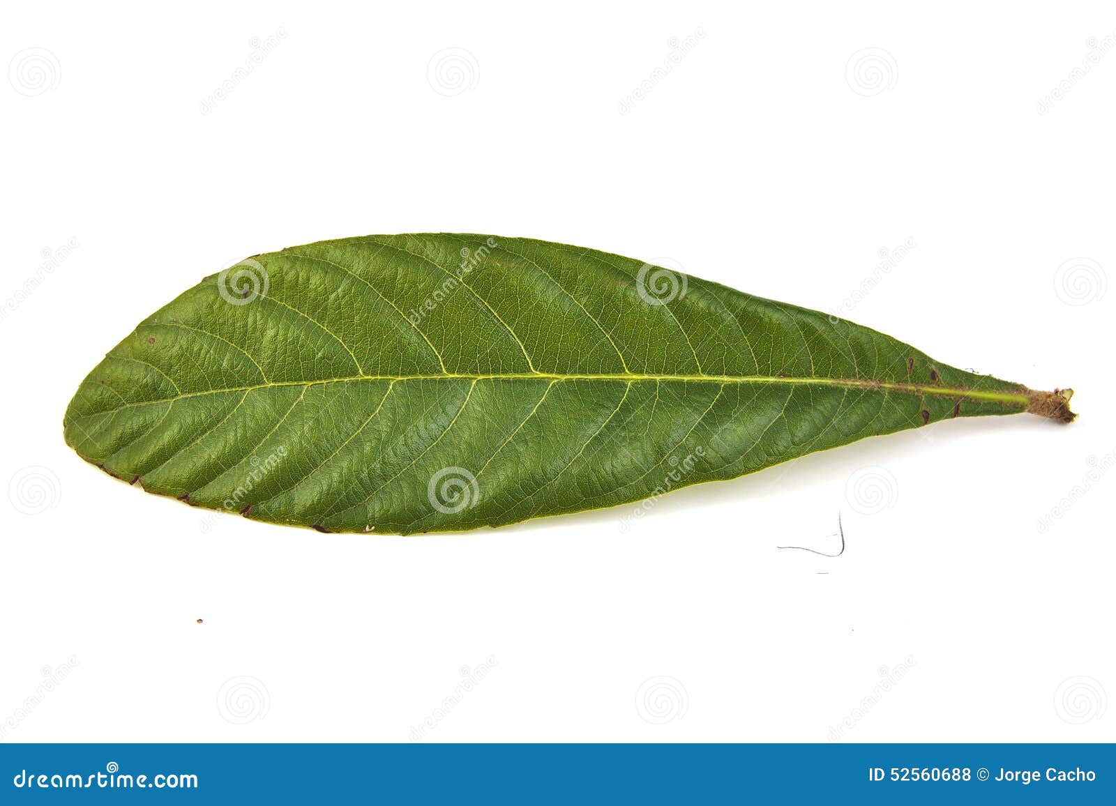 Closeup of Single Loquat Leaf on a White Stock Photo - Image of locat ...