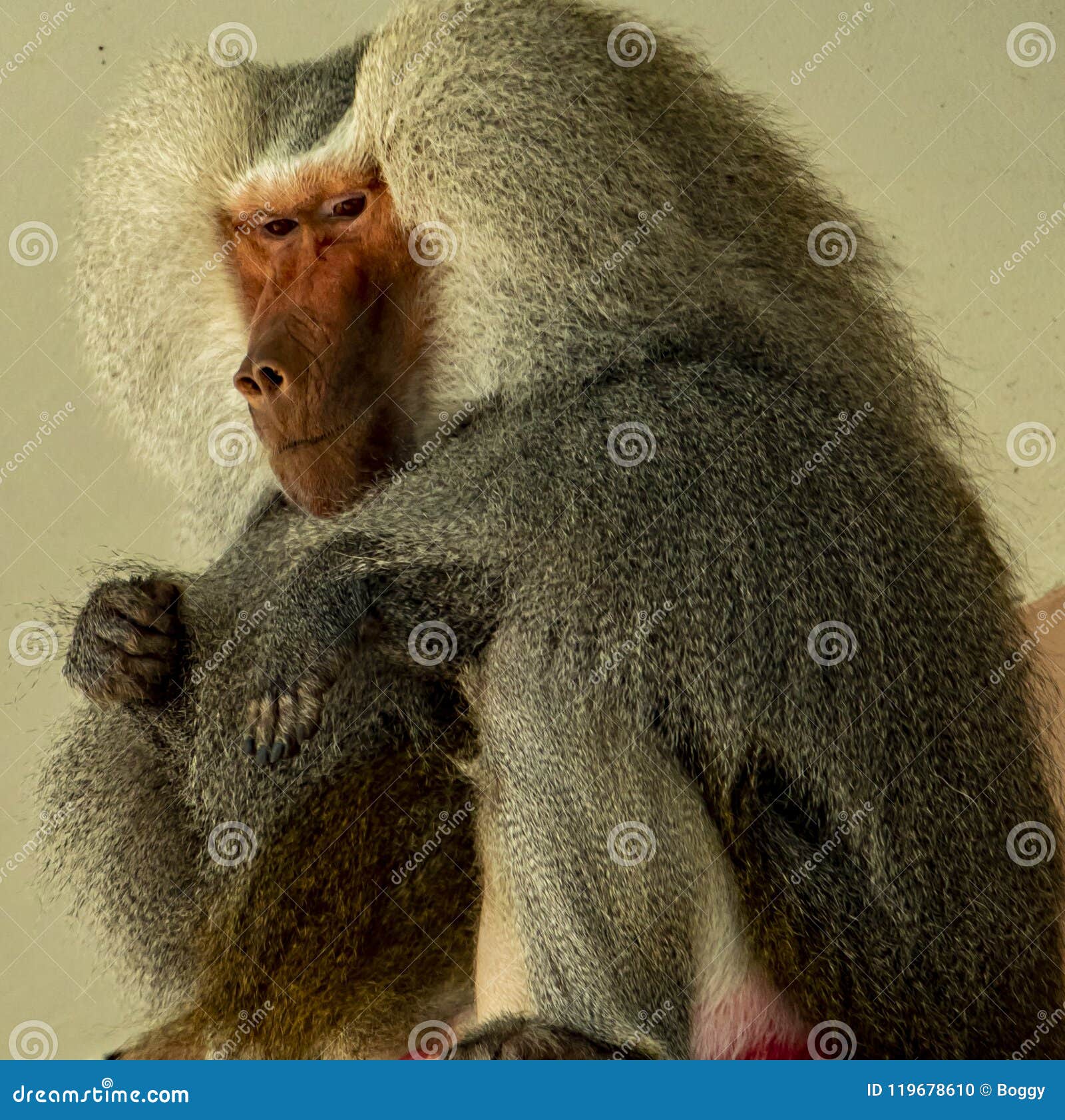 Baboon monkey stock photo. Image of fauna, expression - 119678610