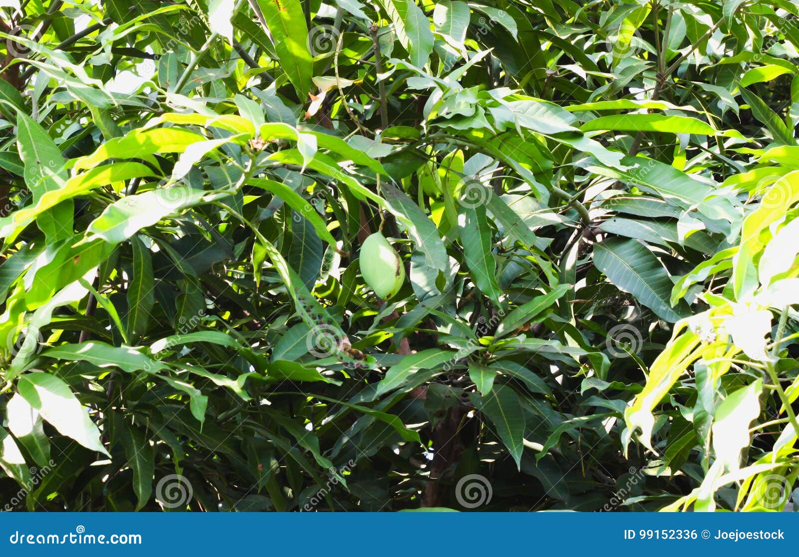 Closeup Single Mango on the Mango Tree Stock Photo - Image of sweet ...