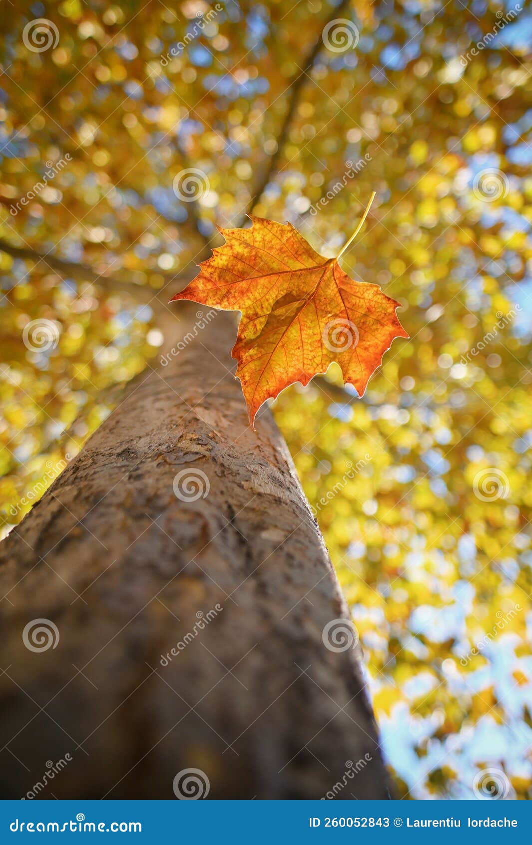 Closeup Single Maple Leaf Falling Down Stock Image - Image of single ...