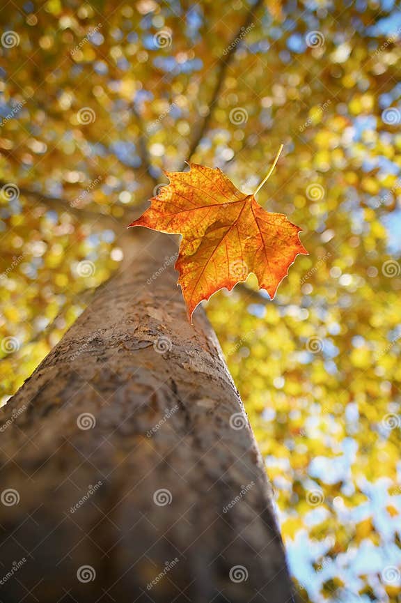 Closeup Single Maple Leaf Falling Down Stock Image - Image of single ...