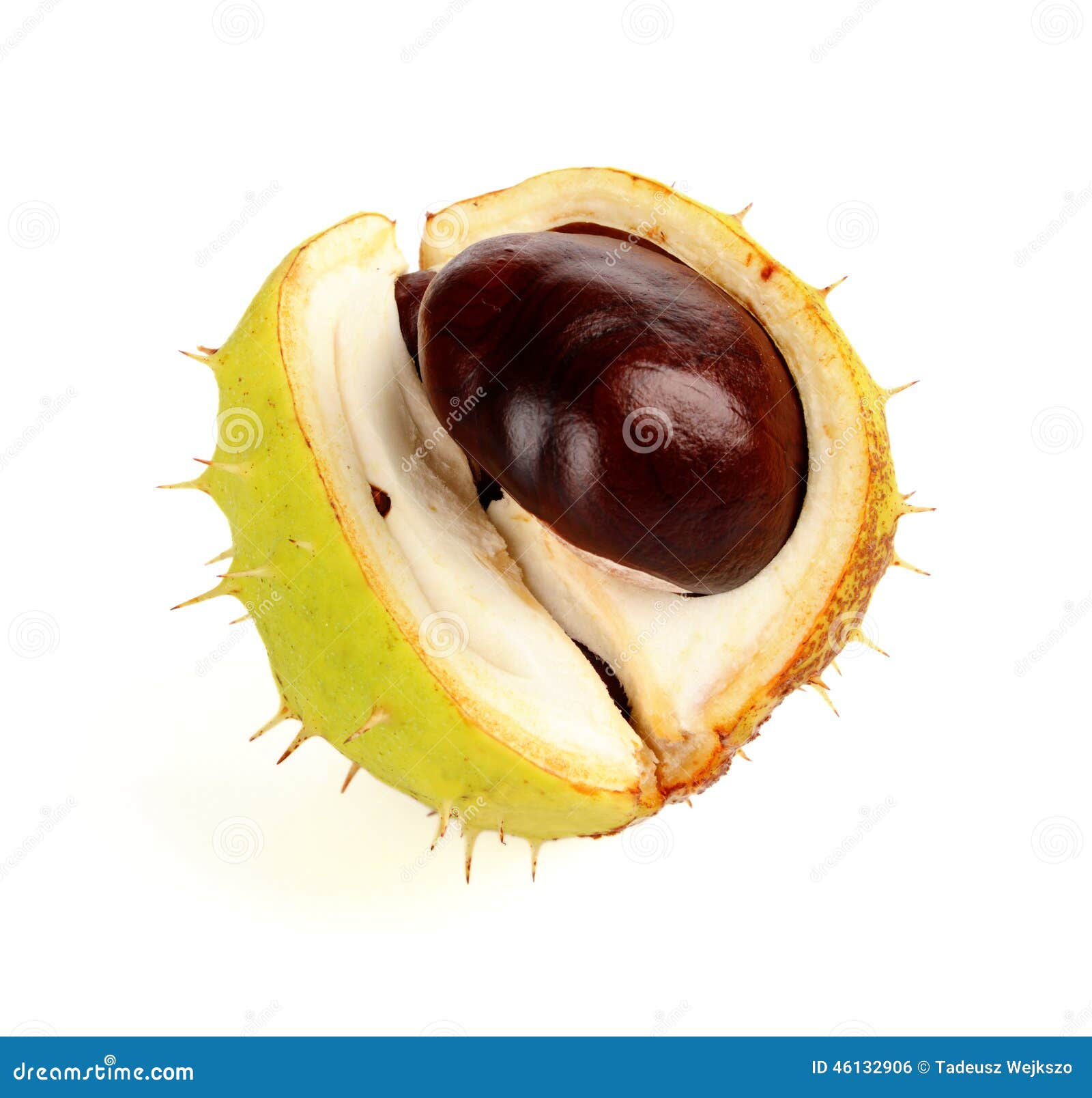 Closeup Single Open Chestnut Isolated on a White Background Stock Photo ...