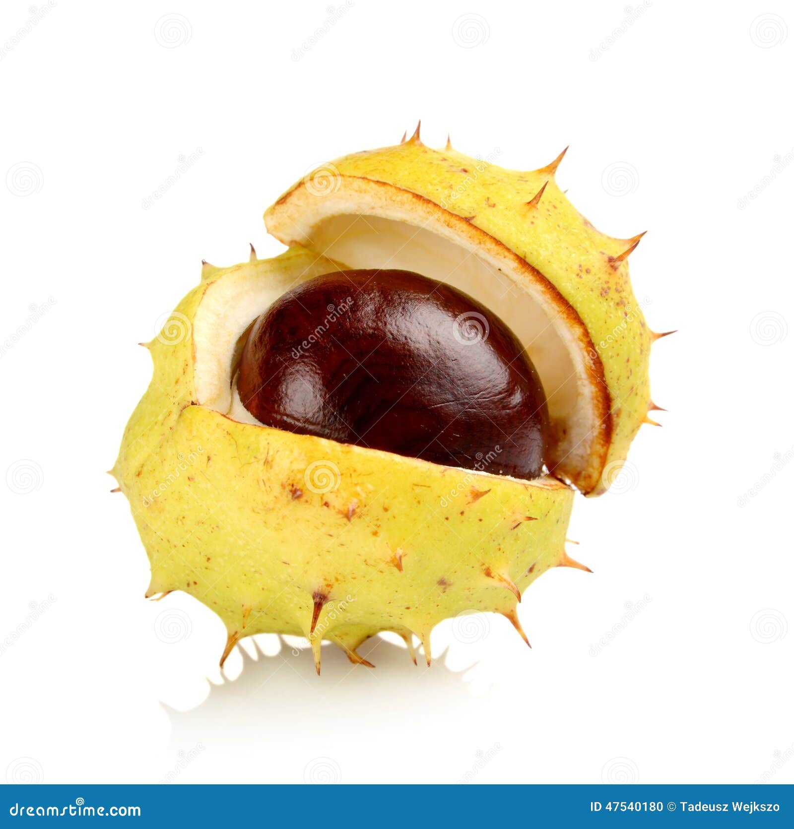 Closeup Single Open Chestnut Isolated on a White Background Stock Photo ...