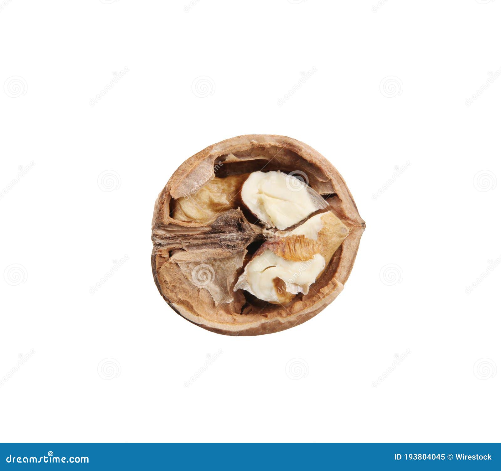 Closeup of a Single Opened Walnut Half in Shell Isolated on a White ...