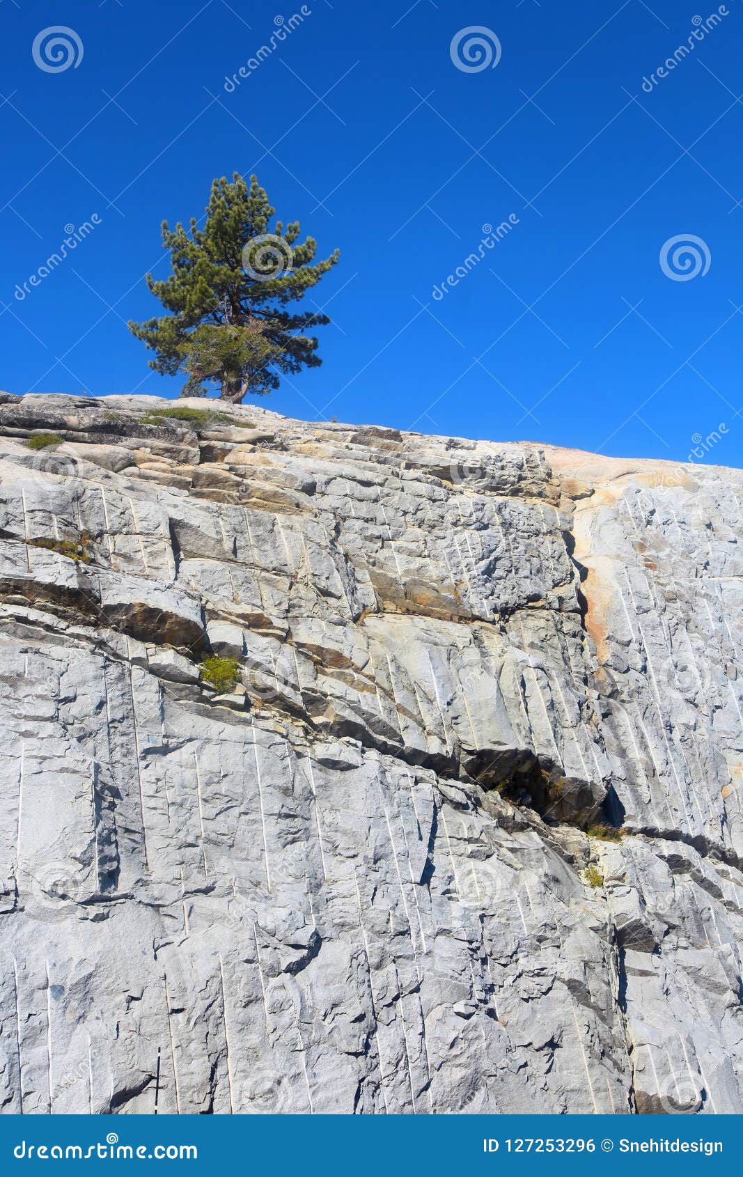 Single Pine Tree on Hill Top Stock Photo - Image of rock, solitude ...
